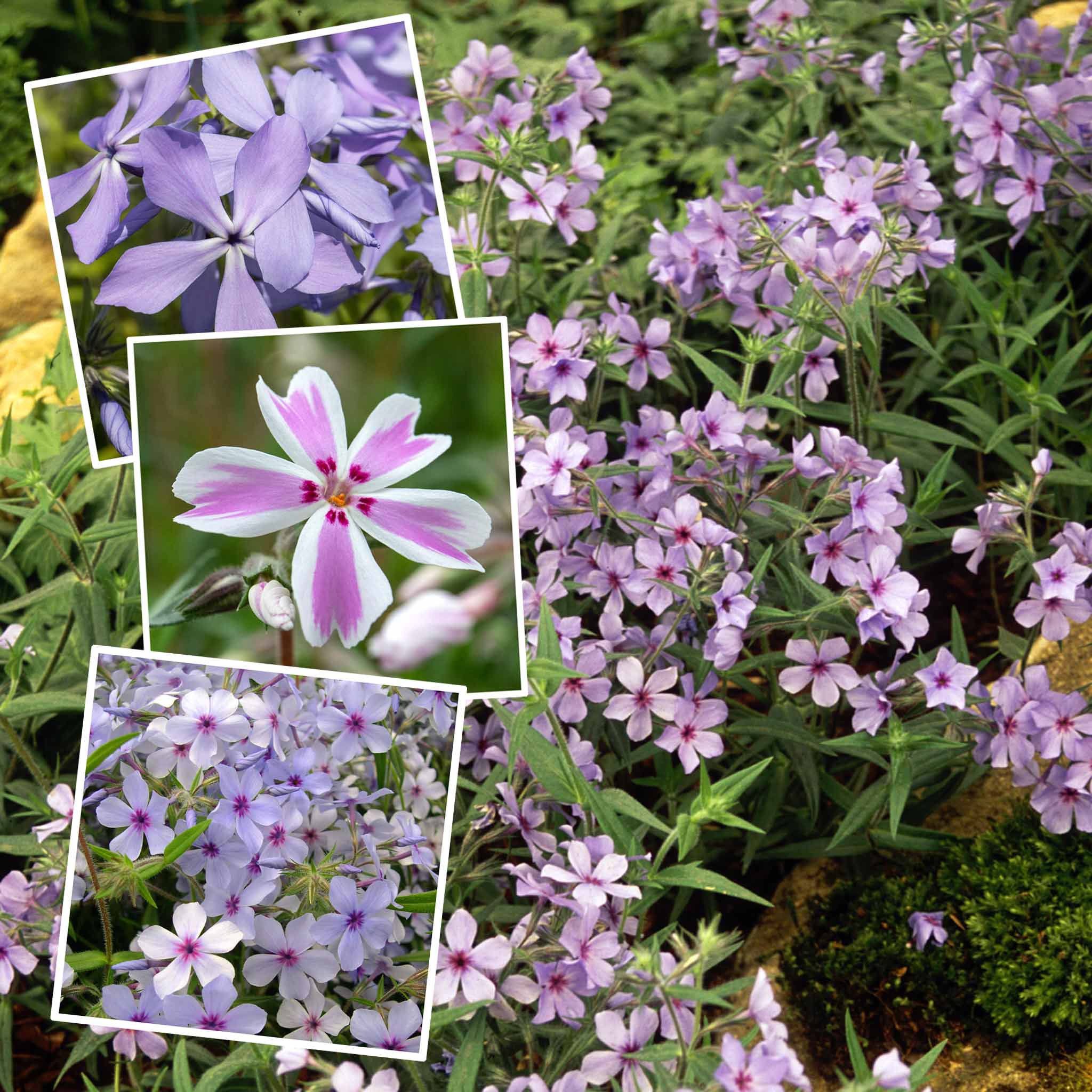 Phlox Plant Collection | Marshalls Garden