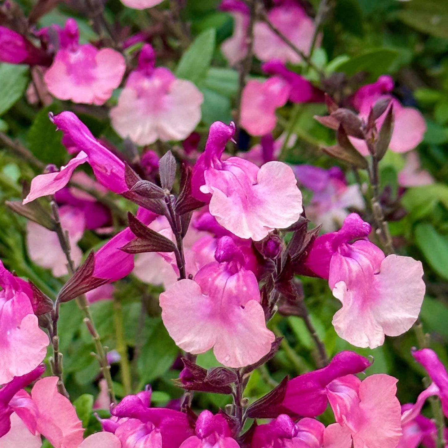 Salvia Plant 'Melba Magic Peach' | Marshalls Garden