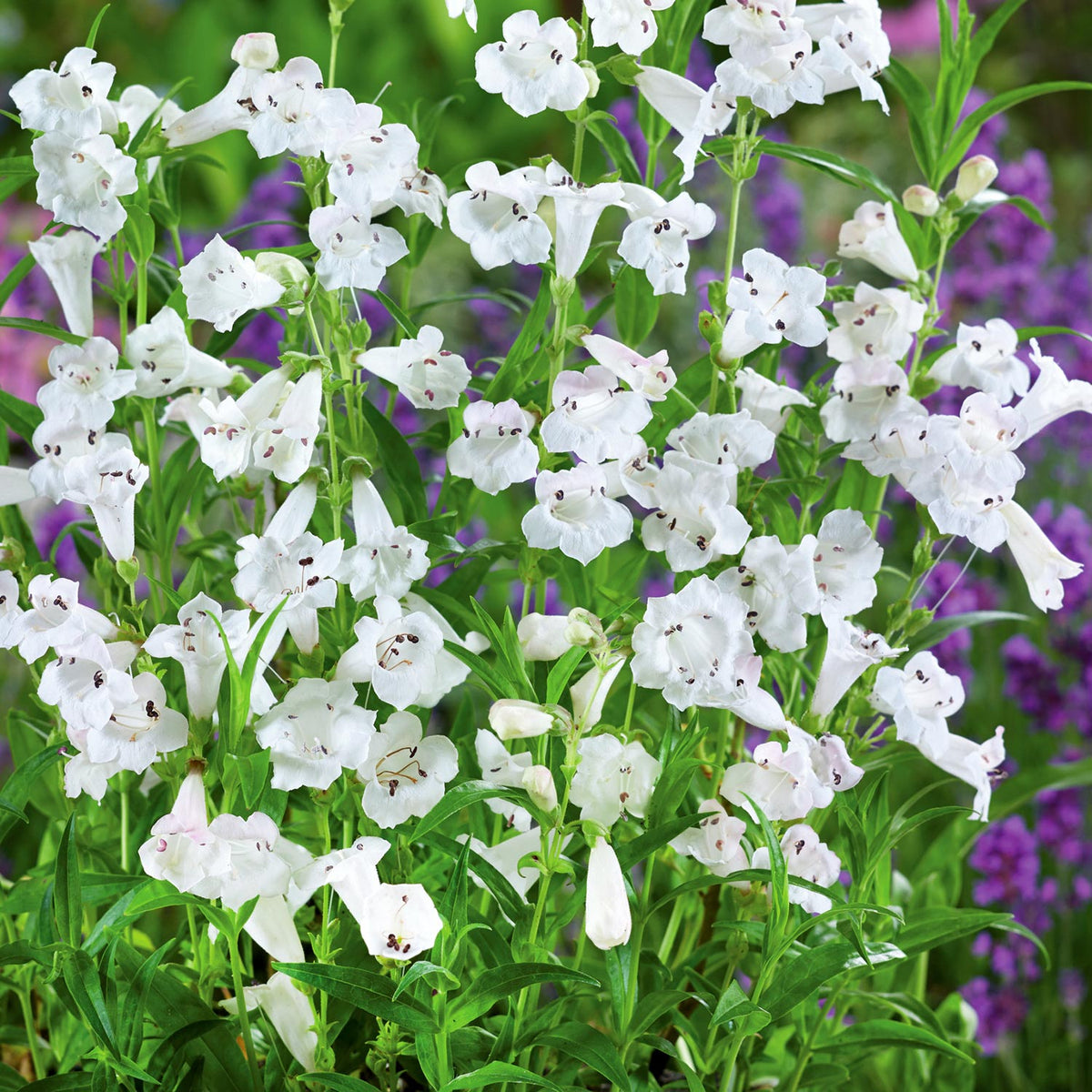 Penstemon 'Snow Storm' - 2Ltr Plant | Buy Penstemon Plants Online ...