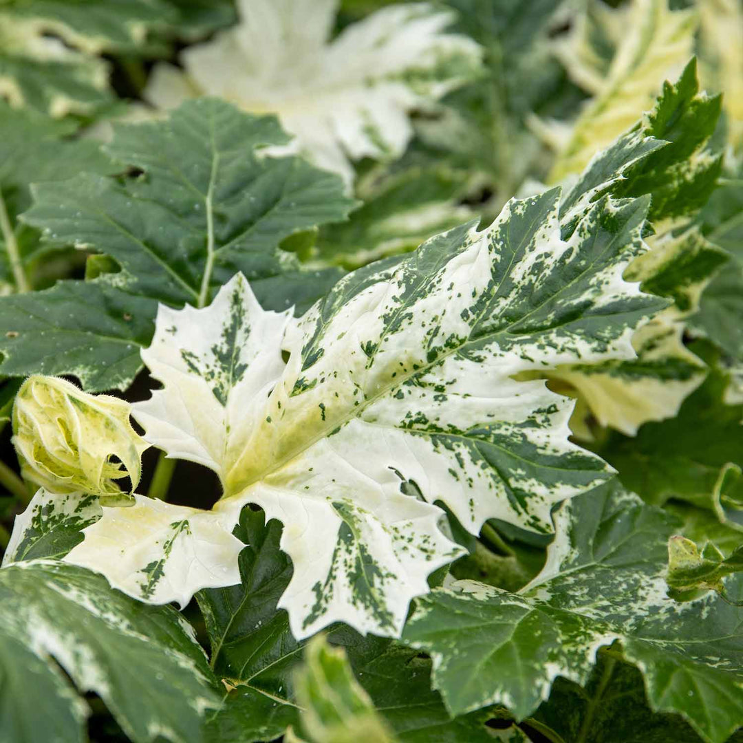Acanthus 'Whitewater' 2Ltr Plant | Buy Acanthus Plants Online ...