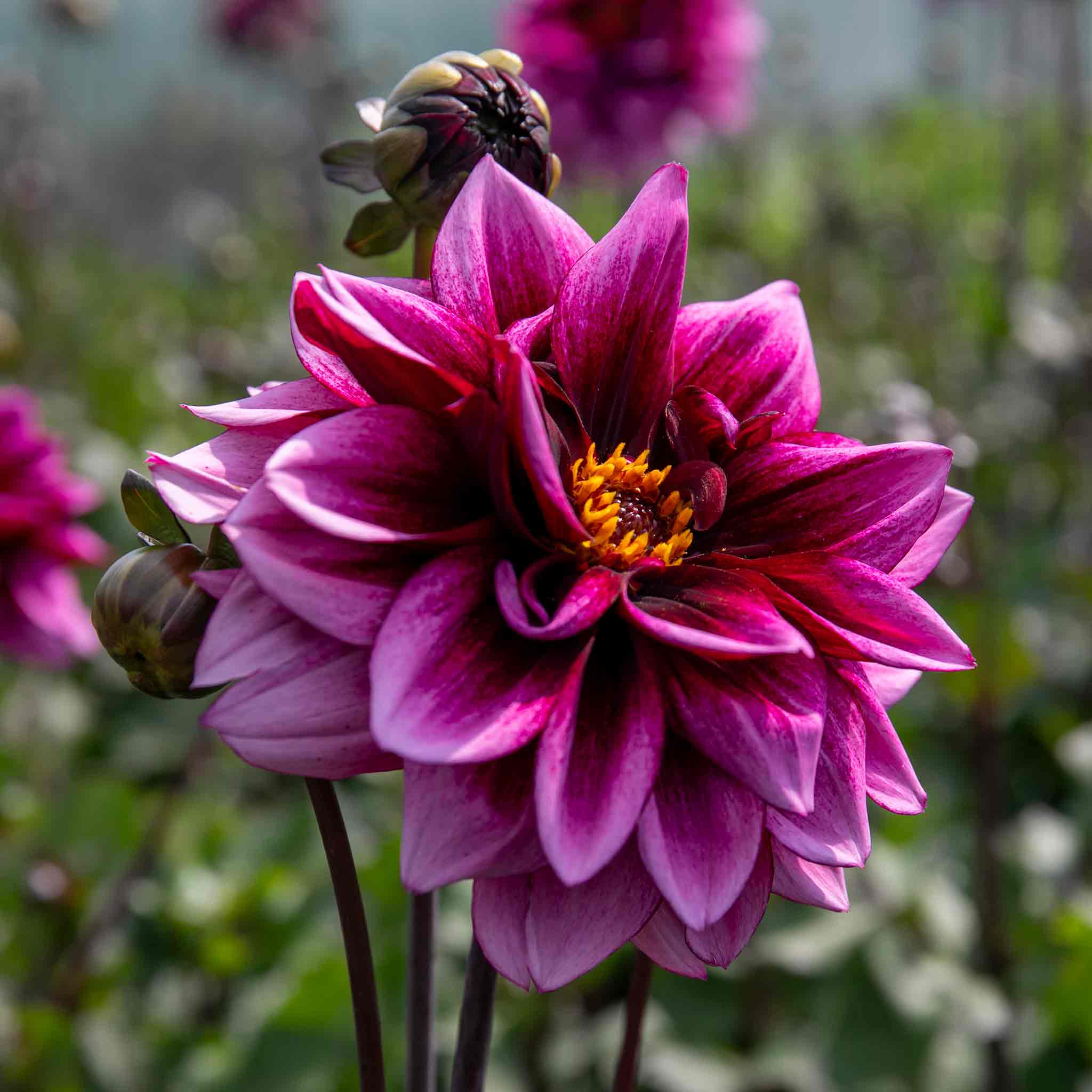 Dahlia Plants 'Davina Michelle' | Marshalls Garden