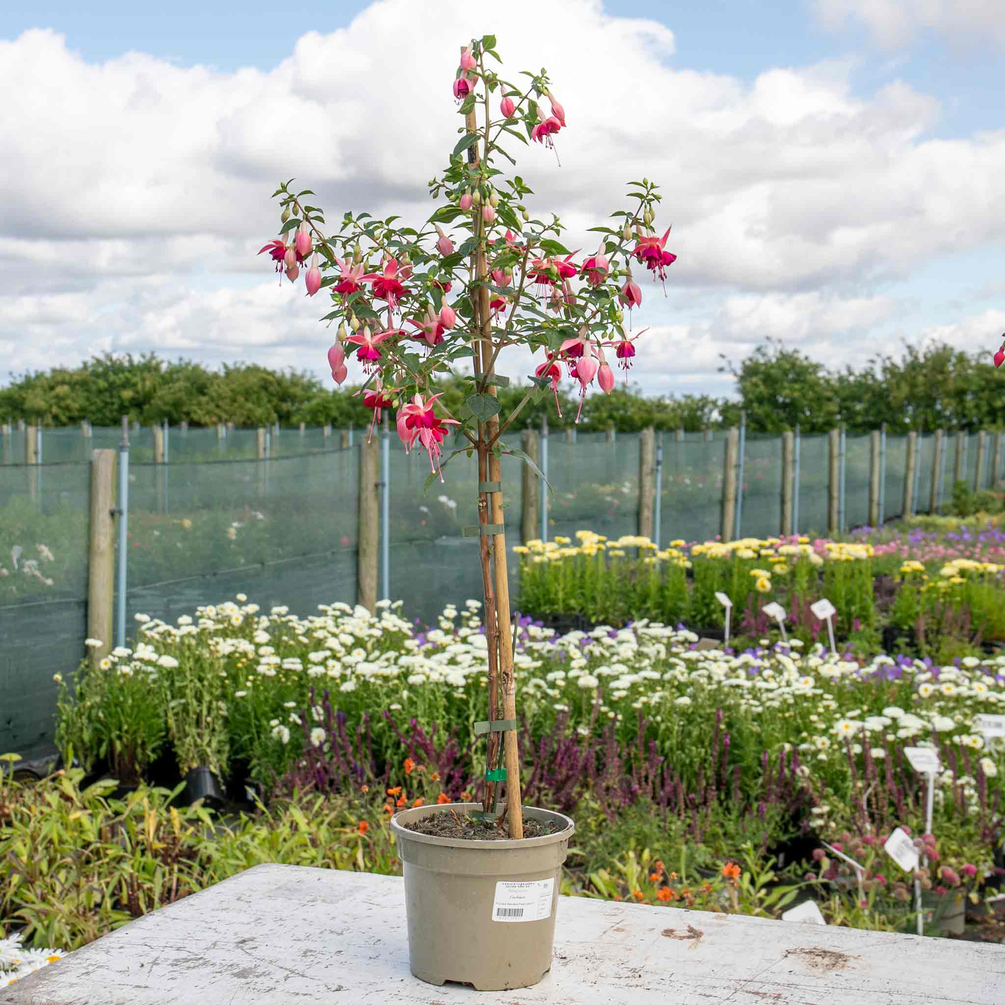 Fuchsia Plant Standard 'Paula Jane' | Marshalls Garden