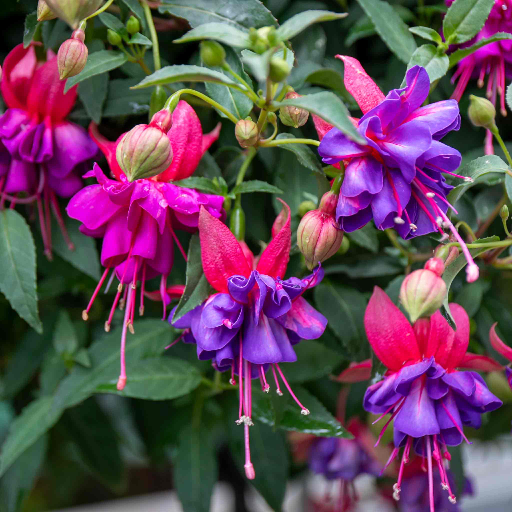 Fuchsia Plant Standard 'Winston Churchill' | Marshalls Garden