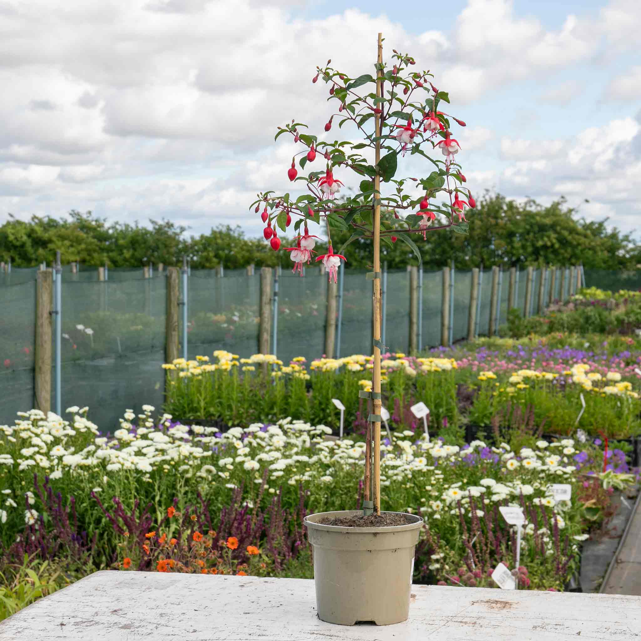 Fuchsia Plant Standard 'Snowcap' | Marshalls Garden