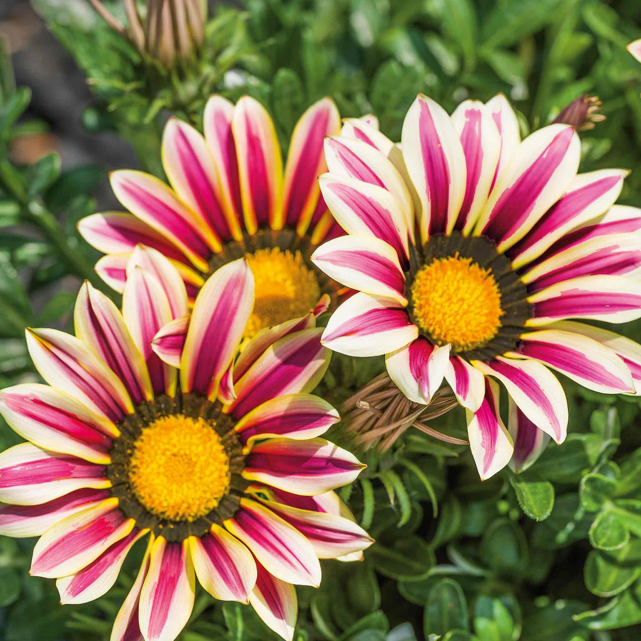 Gazania Plant 'New Day Rose Strip' | Marshalls Garden