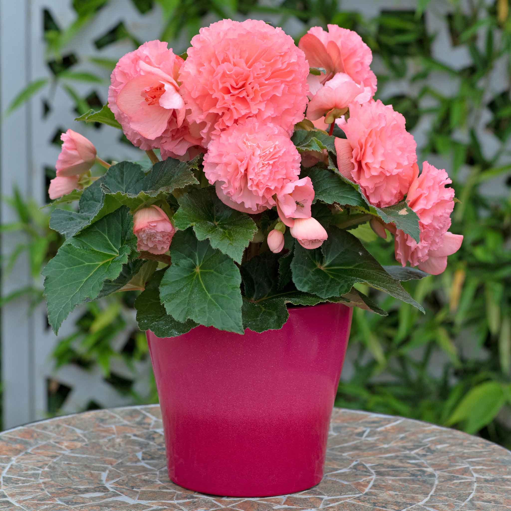 Begonia Plant 'Majestic Soft Pink F1' - 3 x 9cm Potted Plant | Buy ...