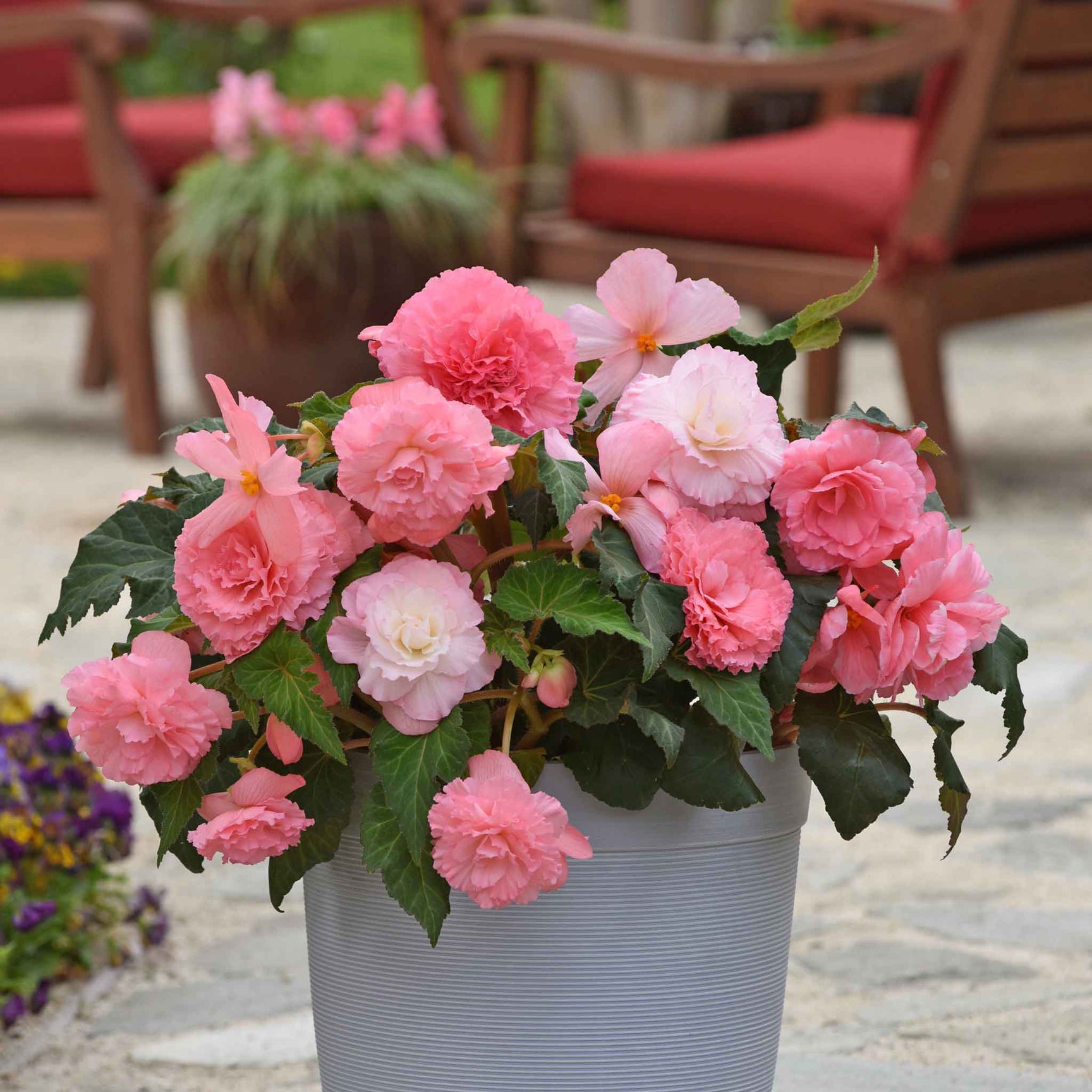 Begonia Plant 'Majestic Soft Pink F1' - 3 x 9cm Potted Plant | Buy ...