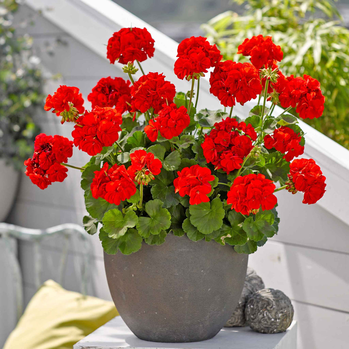 Geranium 'Friesia Red' - 9cm Plants | Buy Geranium Plants Online ...