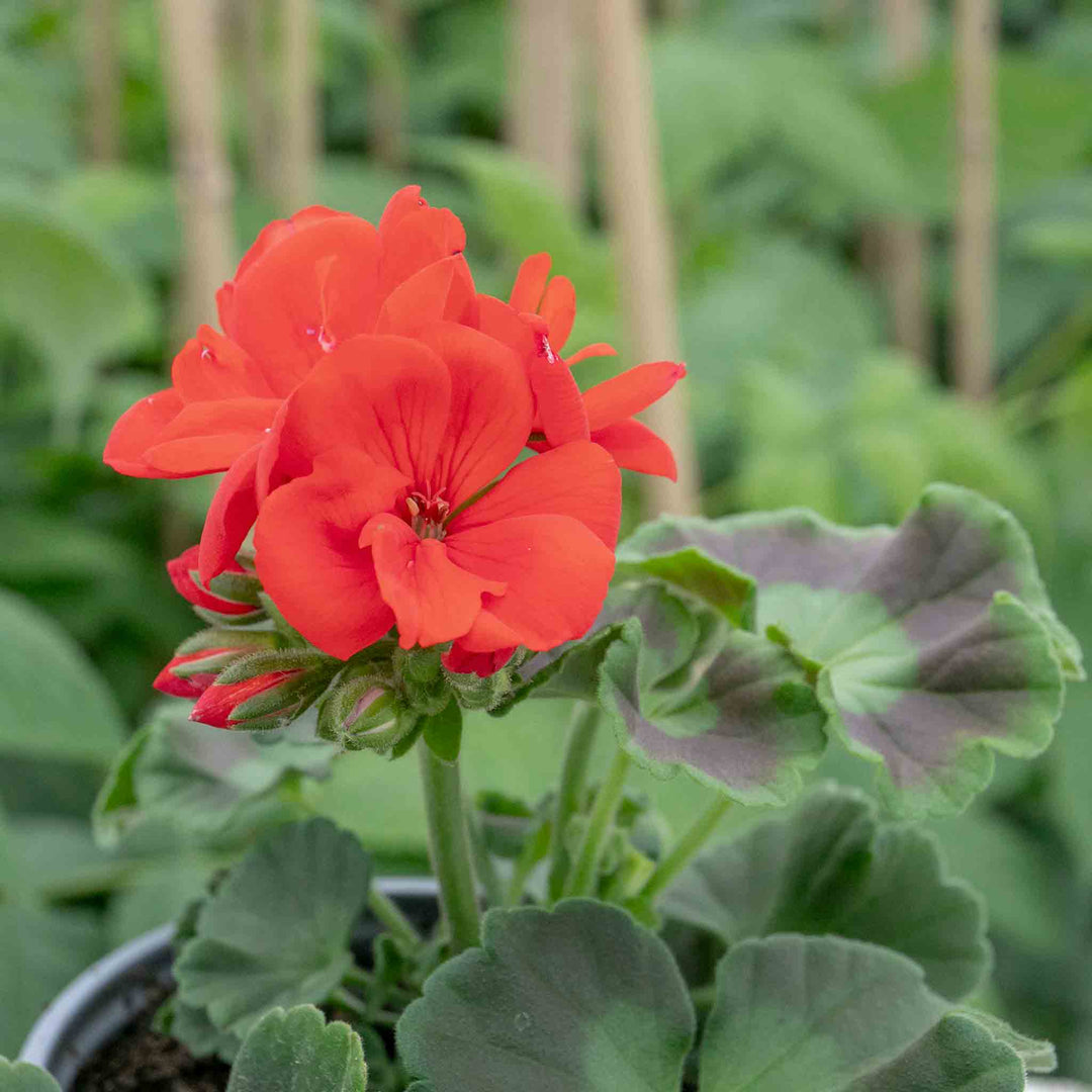 Geranium Plant 'Friesia Red' - 1 x 9cm Potted Plant | Buy Geranium ...