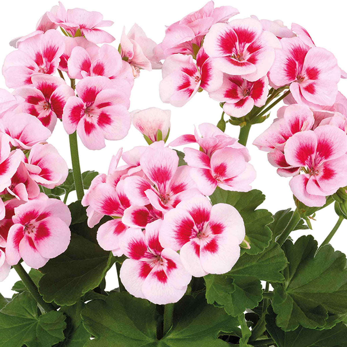 Geranium Plant 'Smart Splash White Eye' - 1 x 9cm Potted Plant | Buy ...