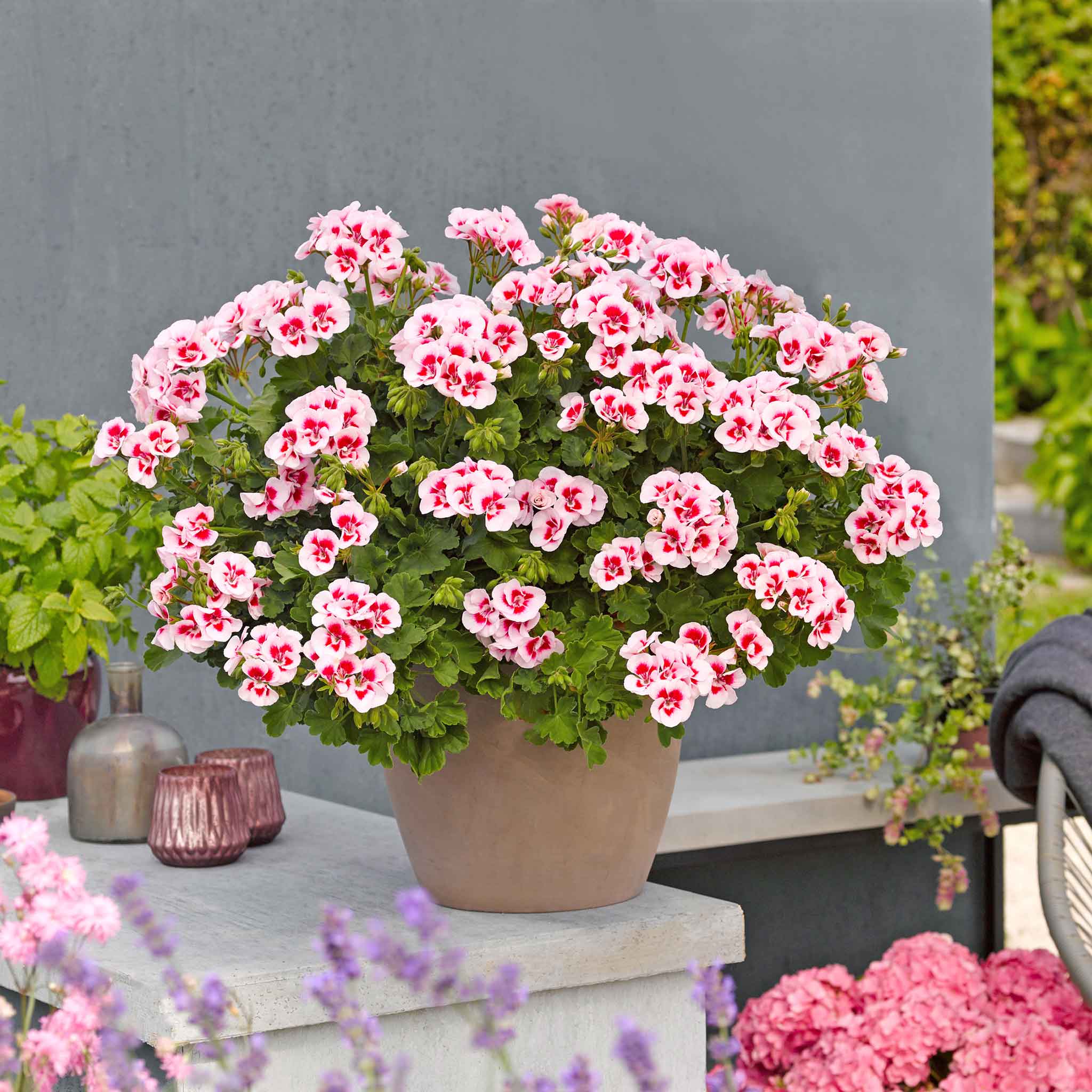 Geranium Plant 'Smart Splash White Eye' | Marshalls Garden