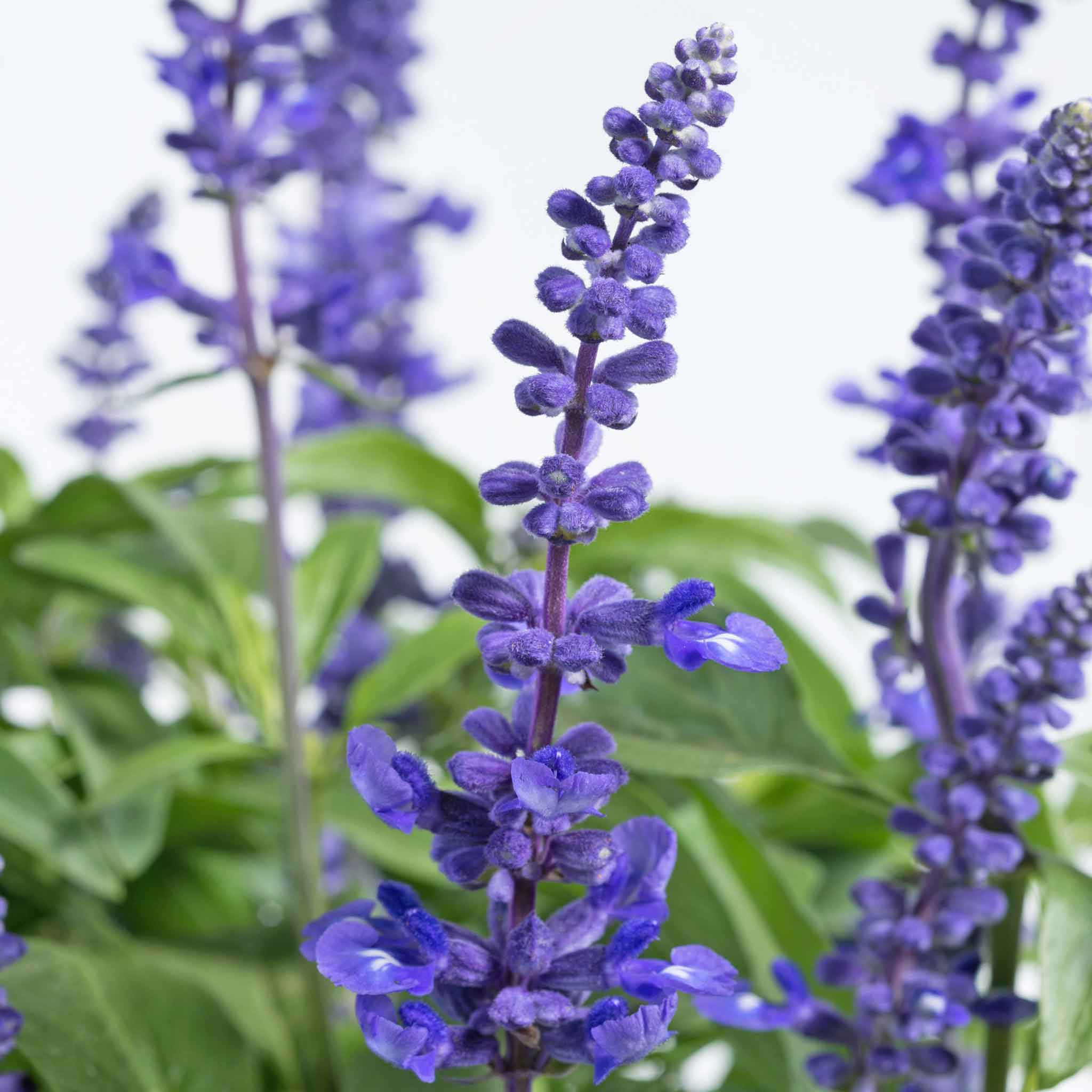 Salvia Plant 'Sallyfun Deep Ocean' - 3 x 9cm Potted Plant | Buy Salvia ...