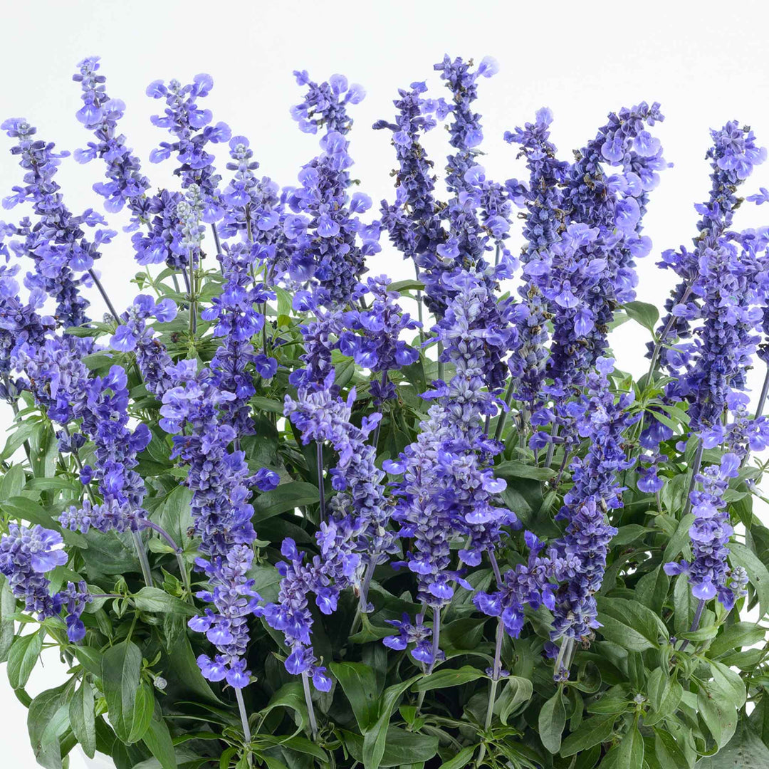 Salvia Plant 'Sallyfun Deep Ocean' - 3 x 9cm Potted Plant | Buy Salvia ...