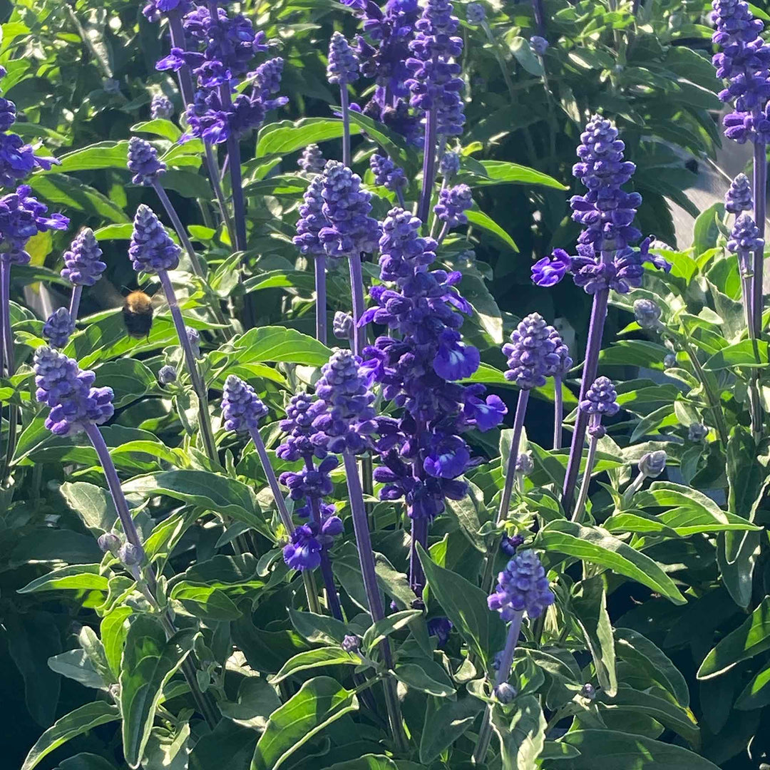 Salvia Plant 'Sallyfun Deep Ocean' - 3 x 9cm Potted Plant | Buy Salvia ...