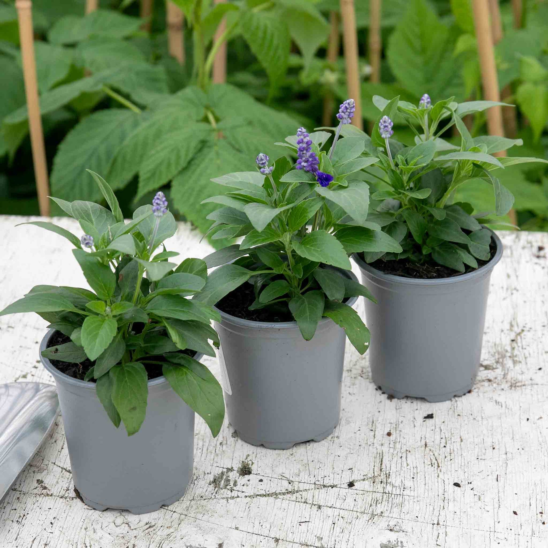 Salvia Plant 'Sallyfun Deep Ocean' - 3 x 9cm Potted Plant | Buy Salvia ...