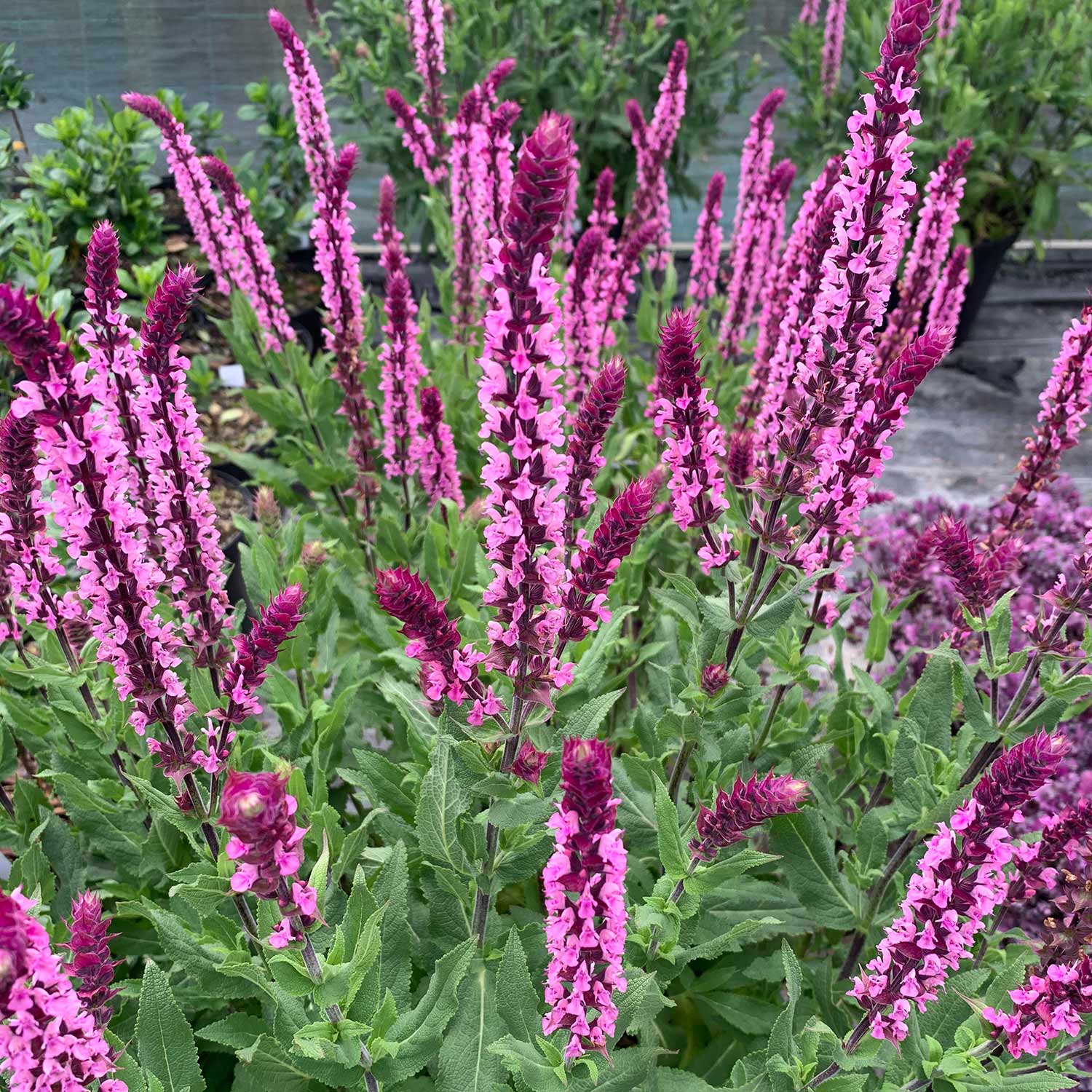 Salvia Plant Caradonna 'Pink Inspiration' | Marshalls Garden