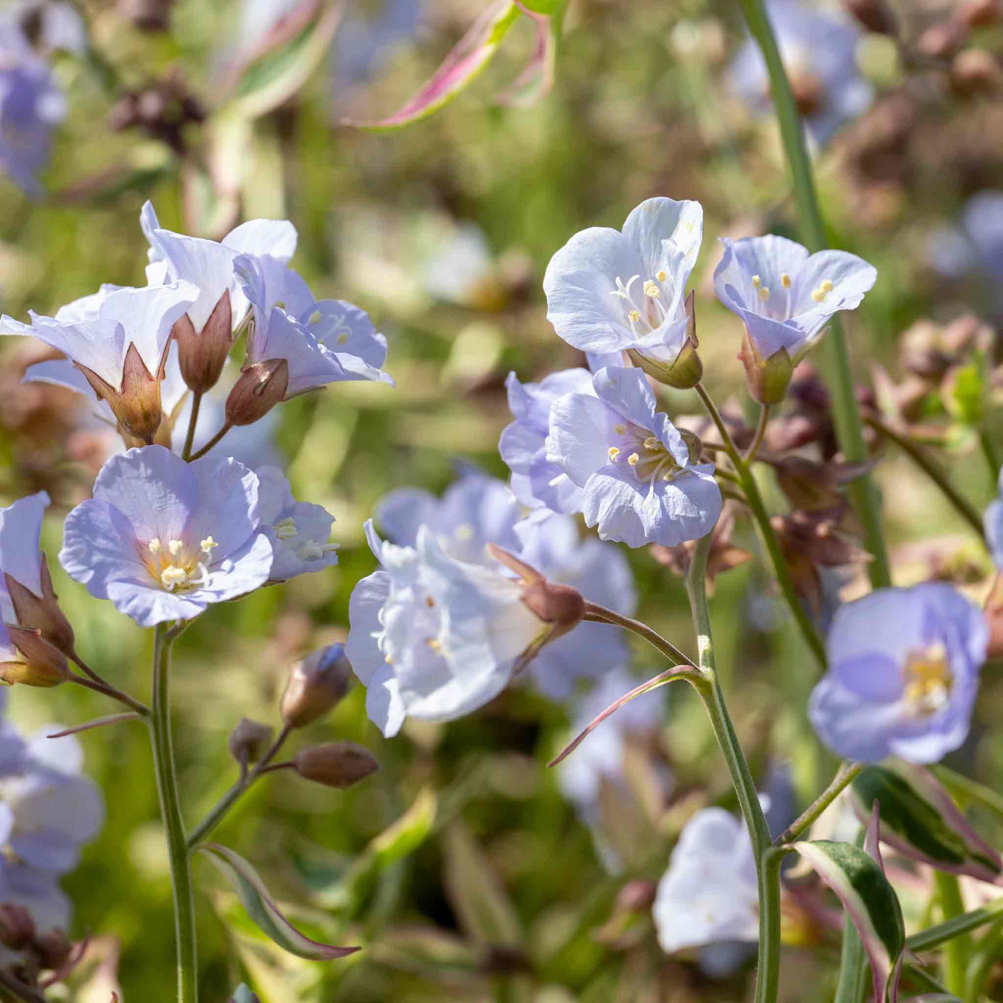 Polemonium Plant 'Stairway To Heaven' | Marshalls Garden