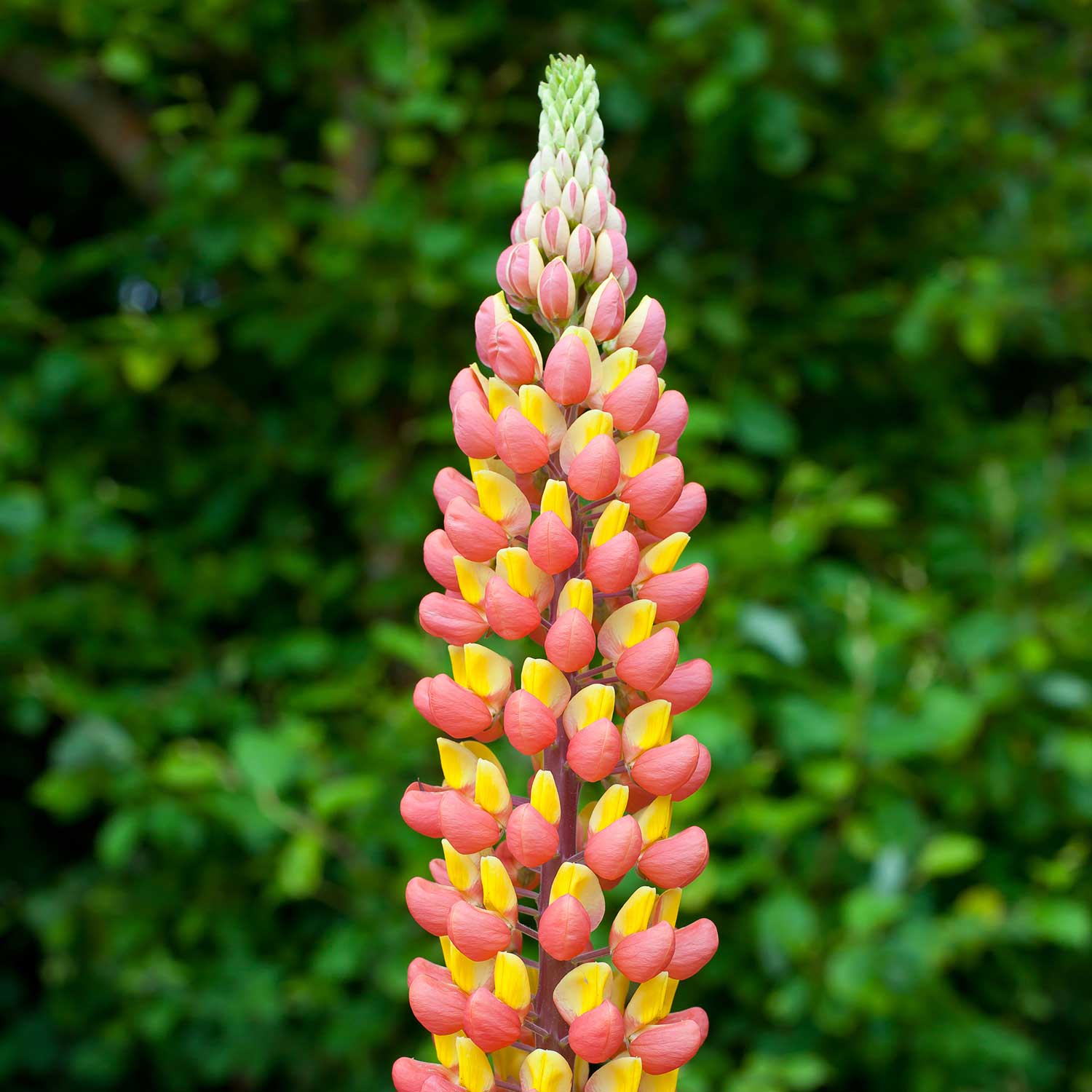 Lupinus Plant 'Gladiator' | Marshalls Garden