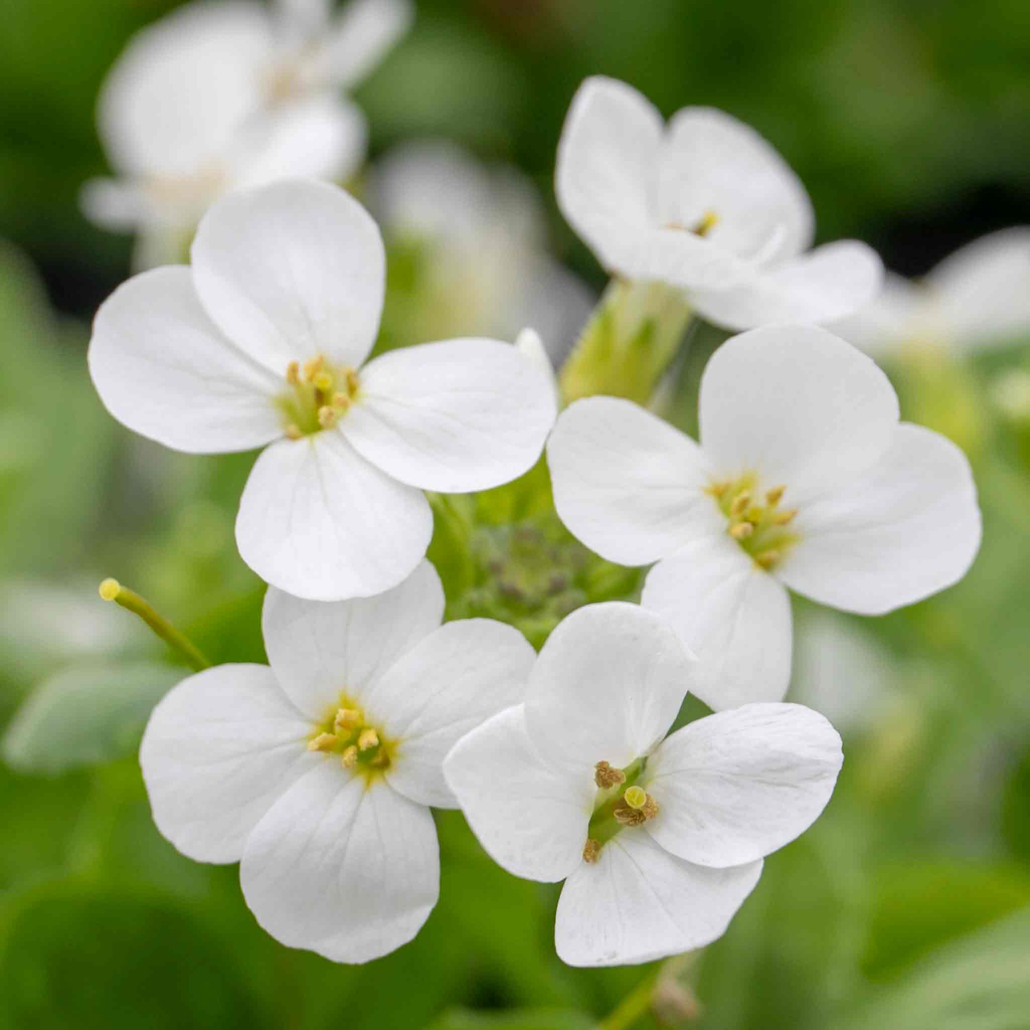 Arabis Plant 'Alpina Alabaster' | Marshalls Garden