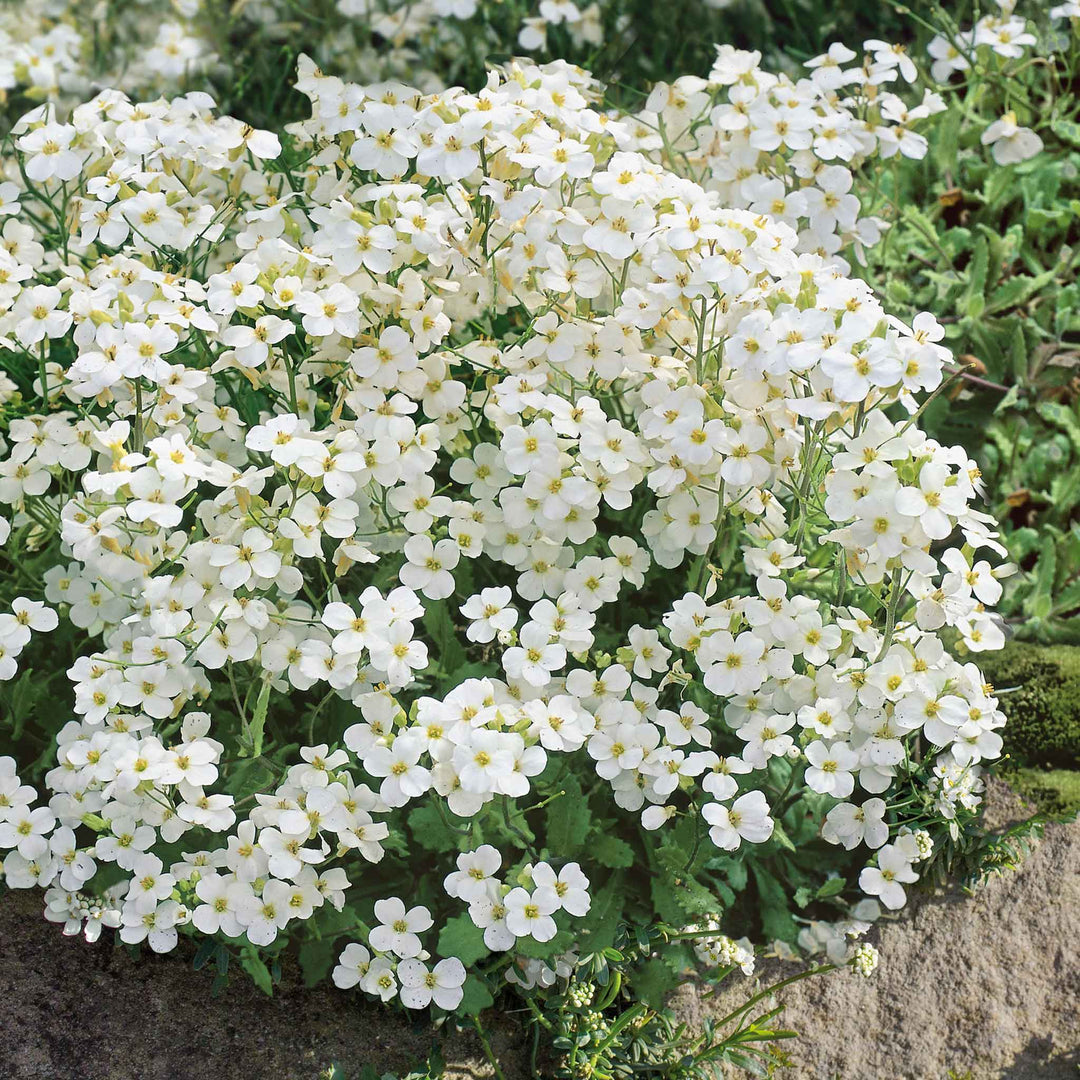 Arabis Alpina 'Alabaster' - 9cm Pot | Buy Arabis Plants Online | Arabis ...