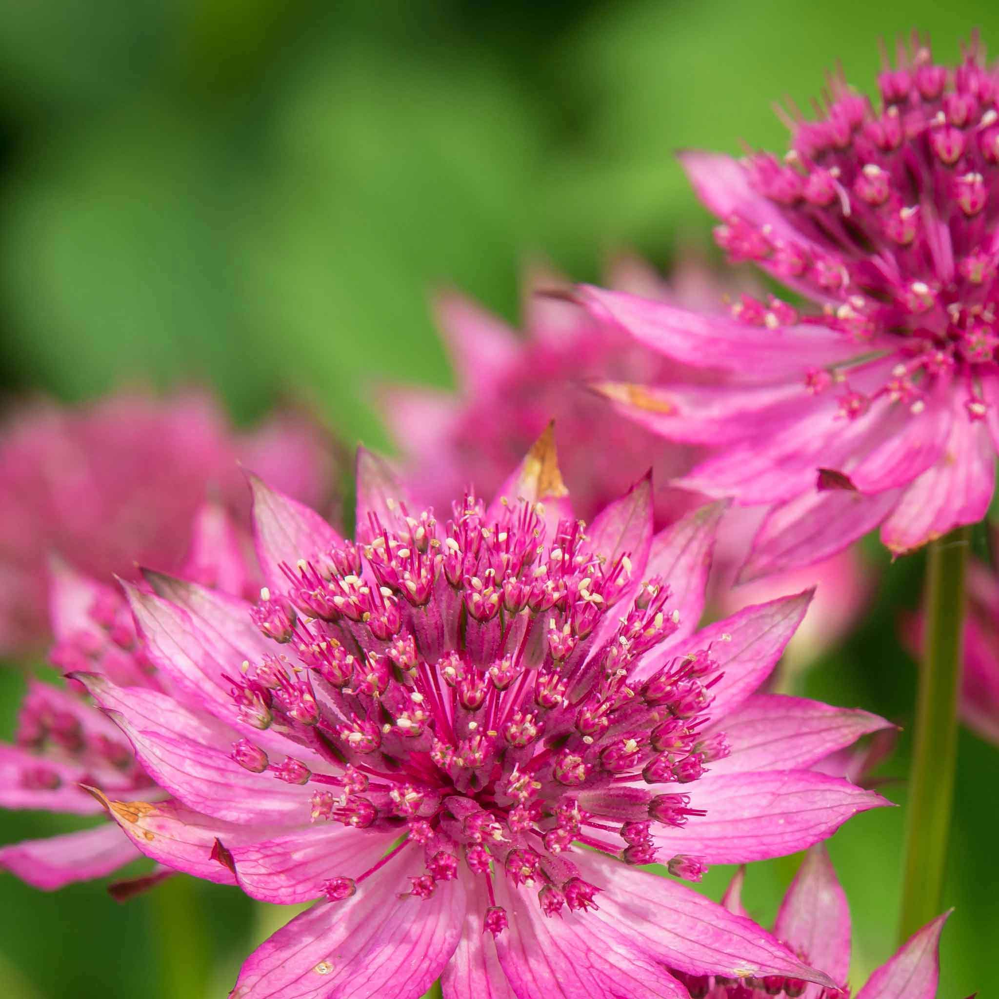 Astrantia Plant 'Roma' | Marshalls Garden