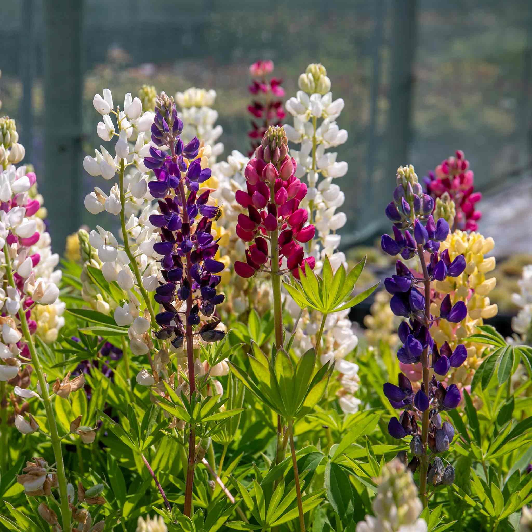 Lupin Plant 'Legendary Mix' | Marshalls Garden