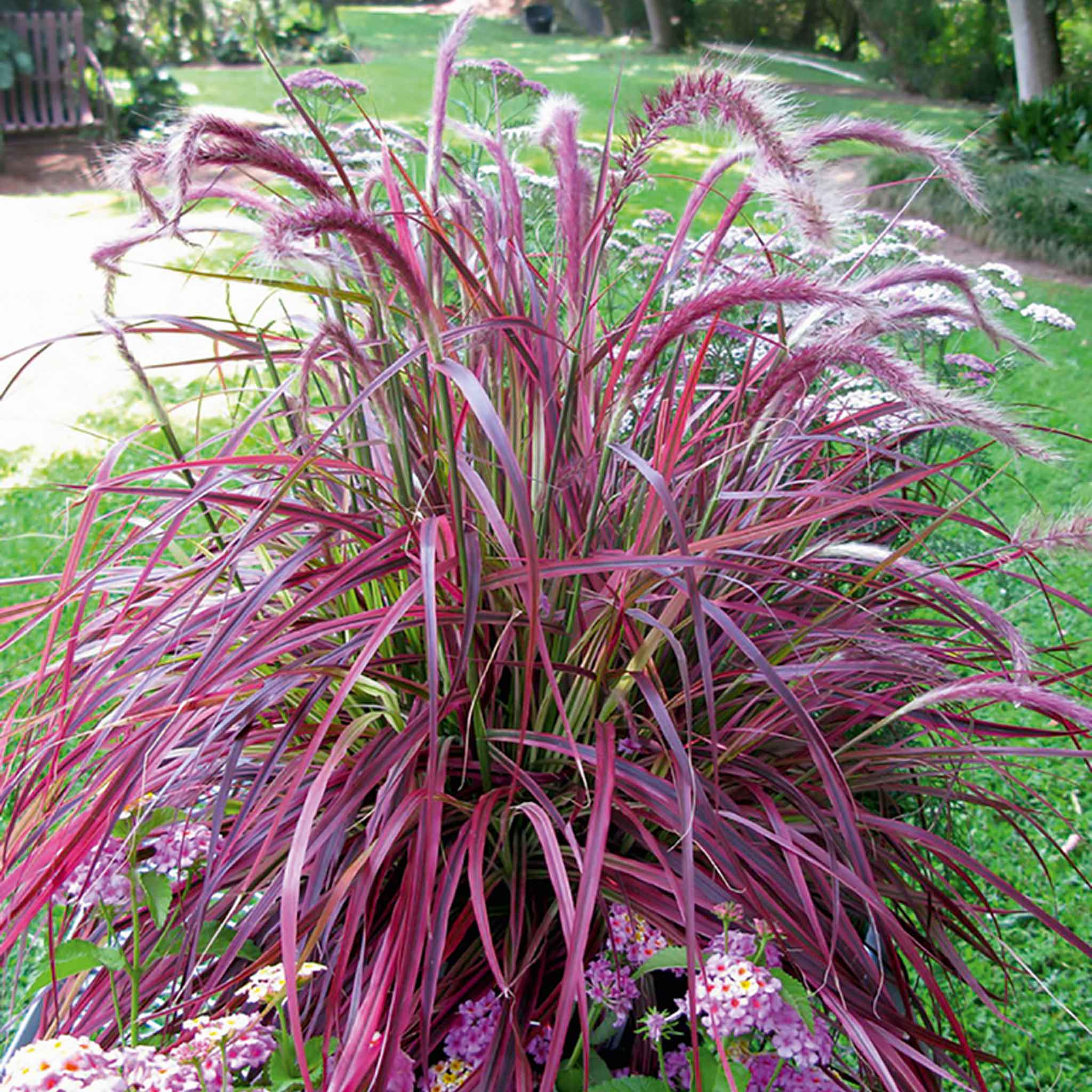 Pennisetum Plant 'Fireworks' | Marshalls Garden