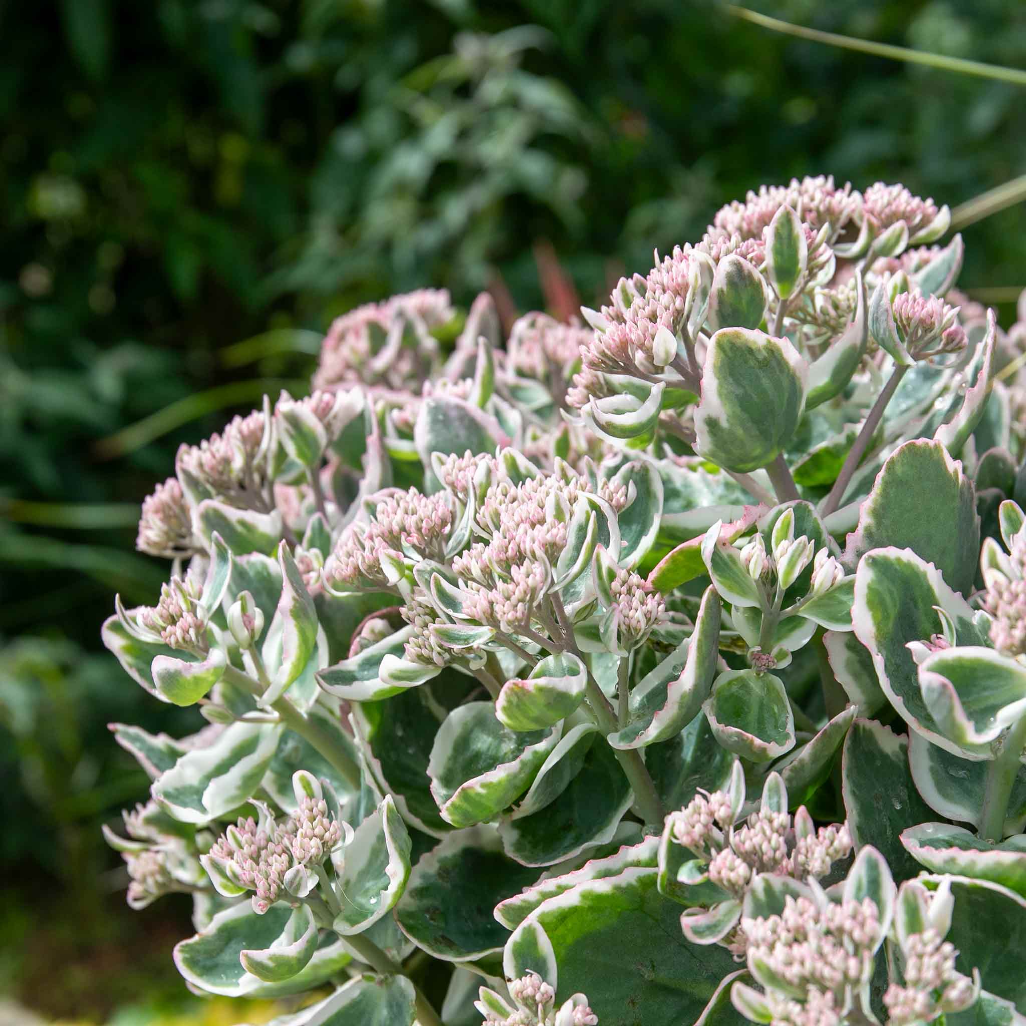 Sedum Plant 'Seduction La Vie en Rose' | Marshalls Garden