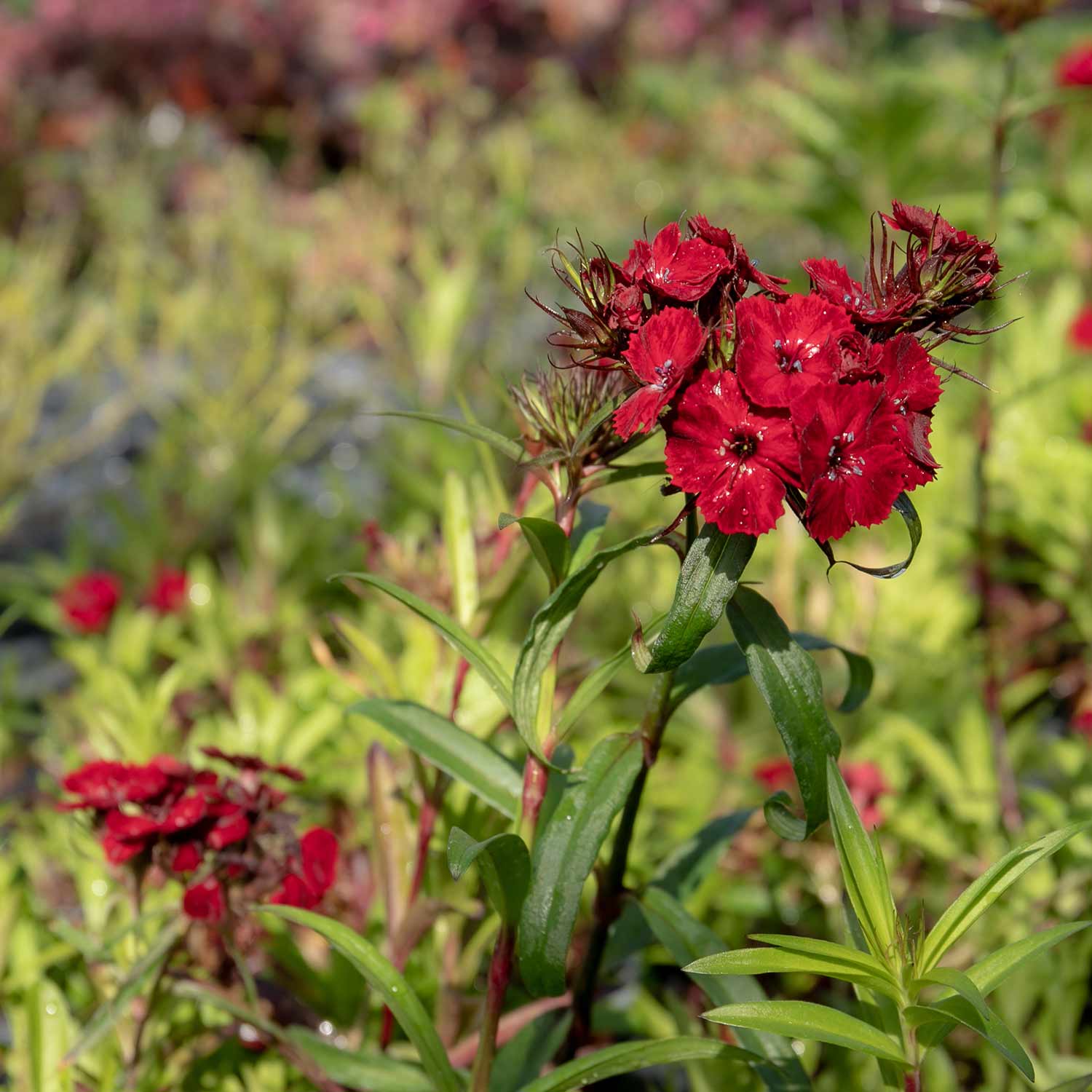 Dianthus 'Dash Crimson' - 9cm Plant | Buy Dianthus Plants Online ...