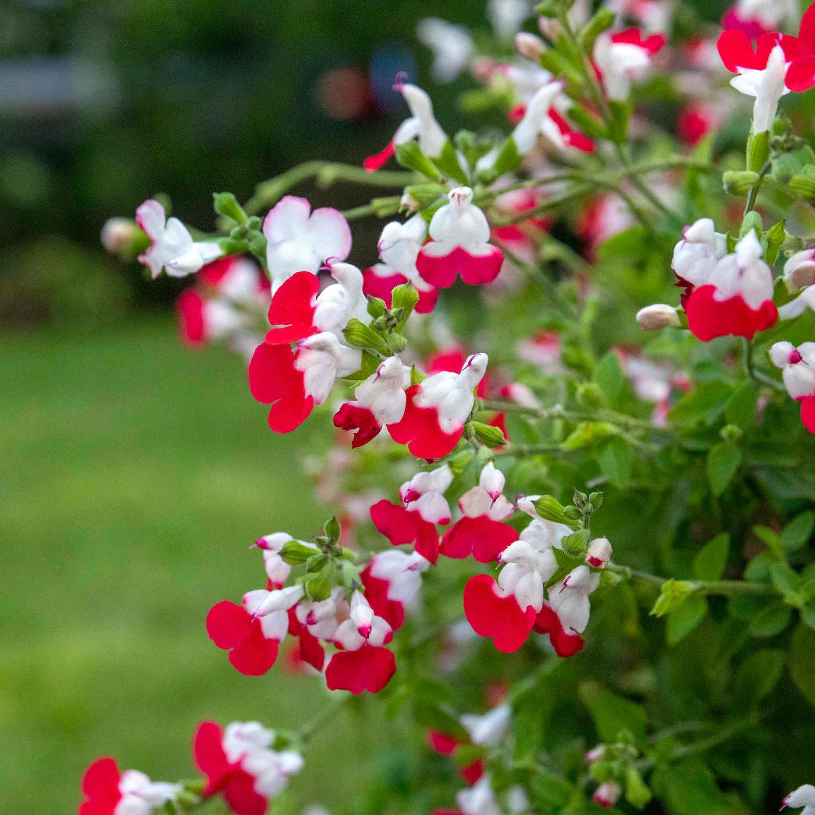 Salvia Plant 'Hot Lips' | Marshalls Garden