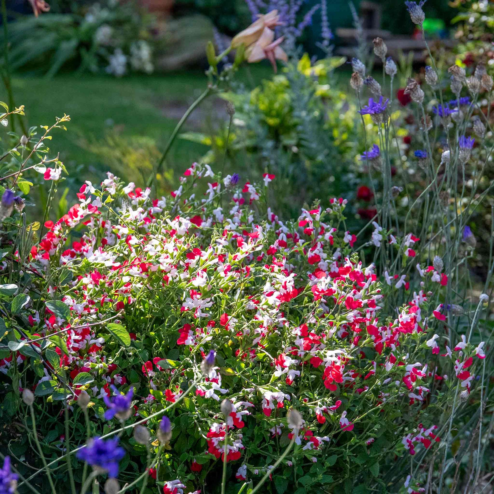 Salvia Plant 'Hot Lips' | Marshalls Garden