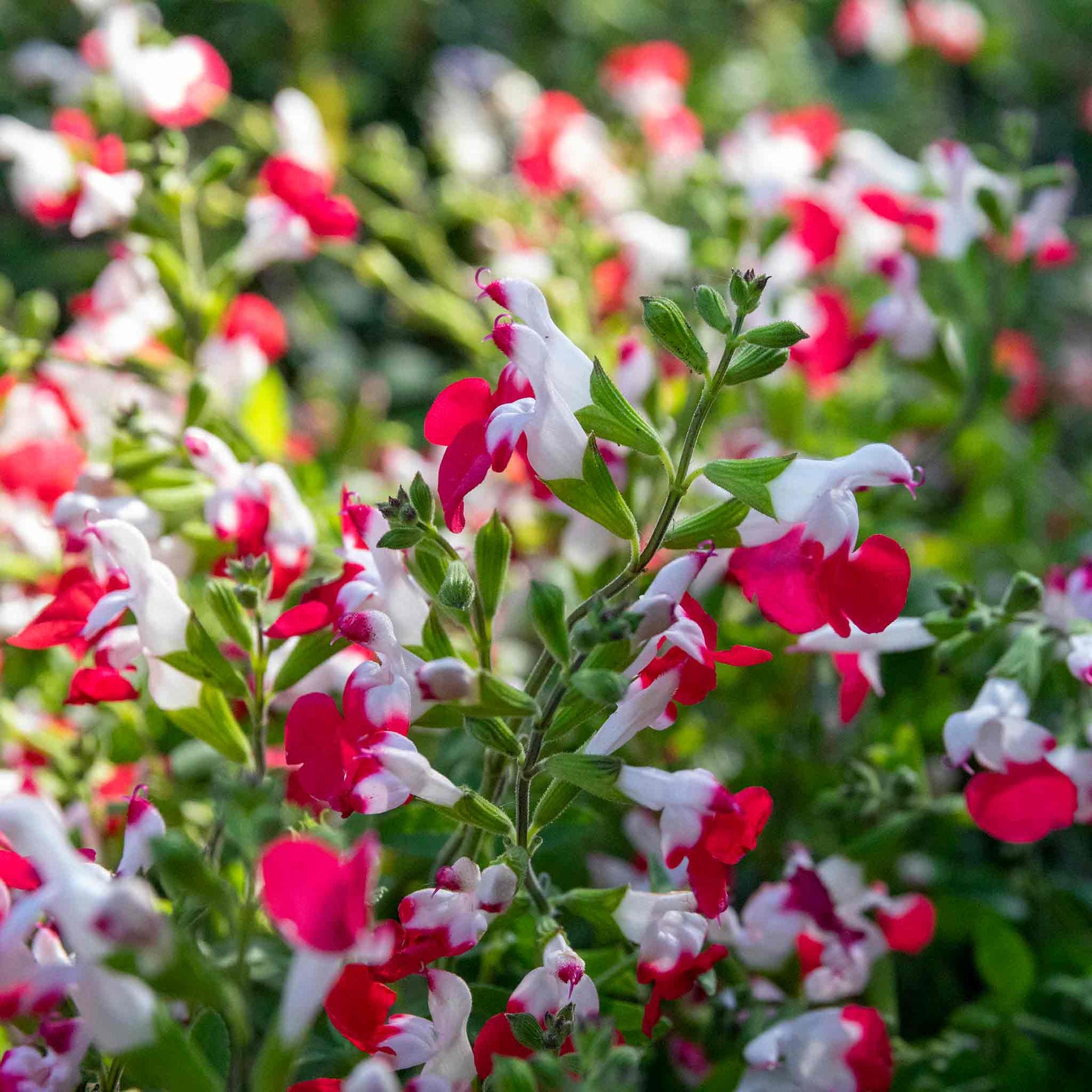 Salvia Plant 'Hot Lips' | Marshalls Garden