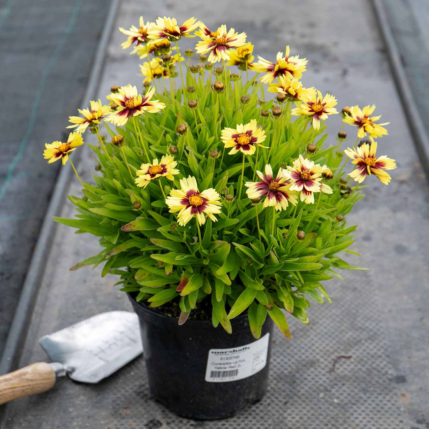 Buy Coreopsis UpTick Yellow Red 2ltr Plant Online | Marshalls ...