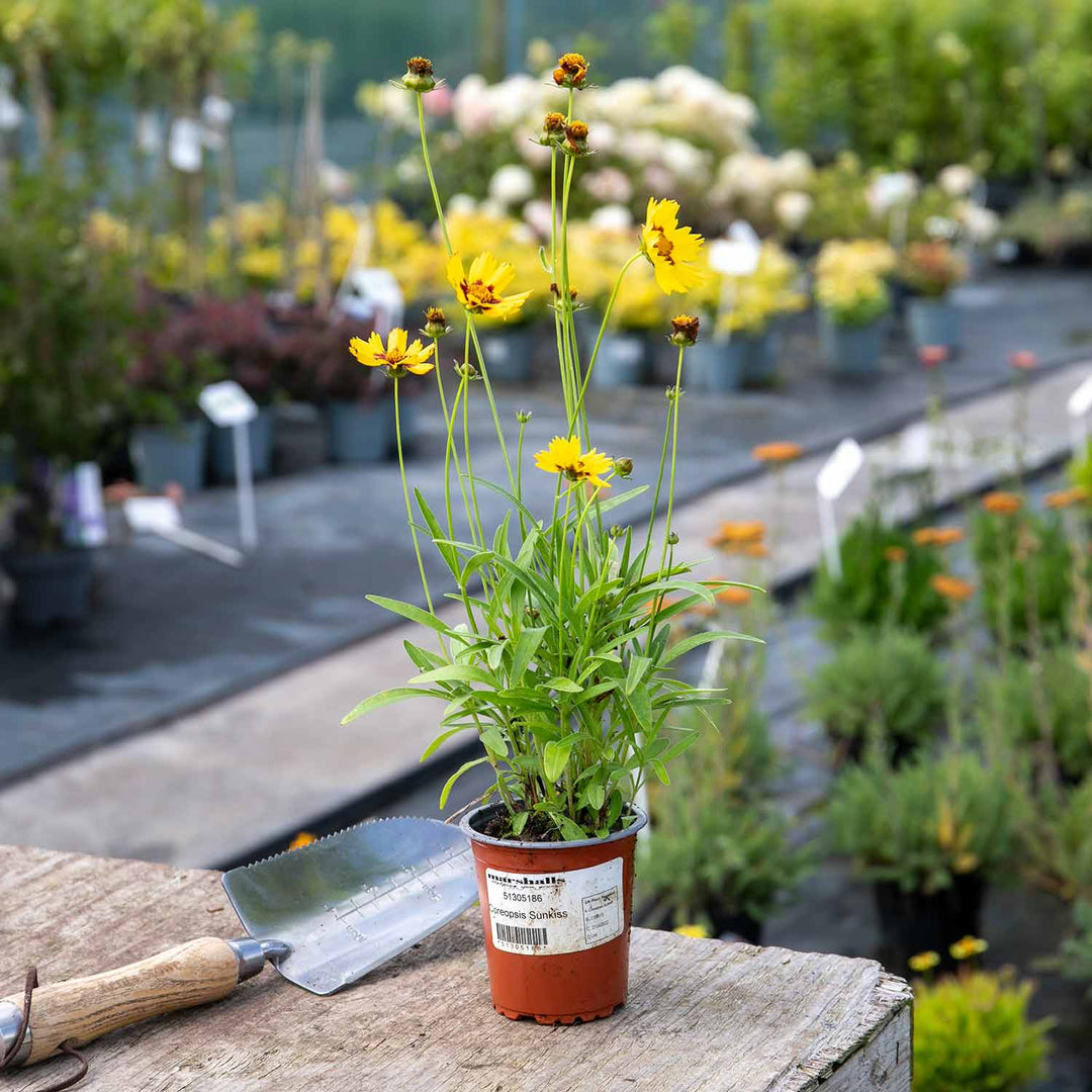 Coreopsis 'Sunkiss' - 9cm Plant | Buy Coreopsis Plants Online ...