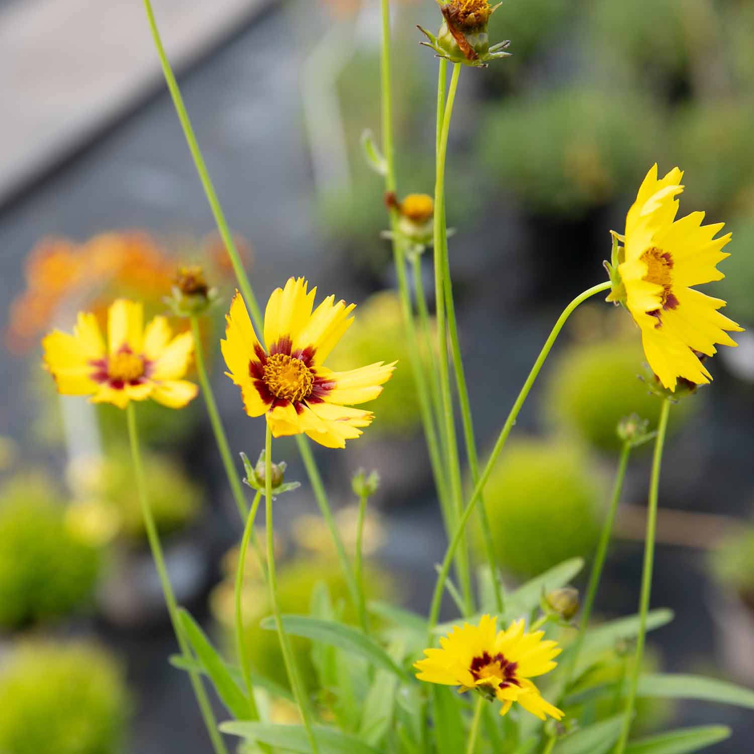 Coreopsis 'Sunkiss' - 9cm Plant | Buy Coreopsis Plants Online ...