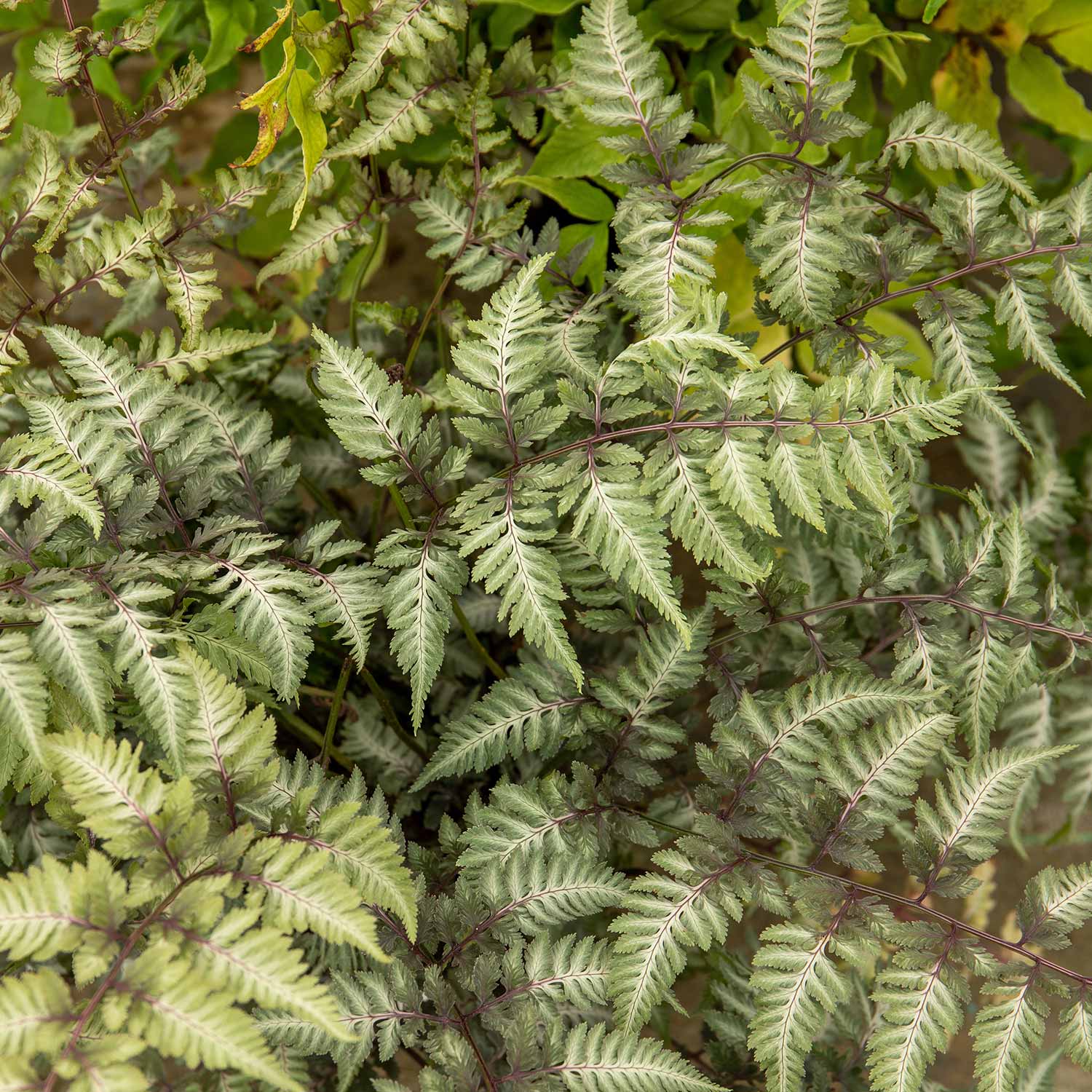 Athyrium Plant 'Niponicum Metallicum' | Marshalls Garden