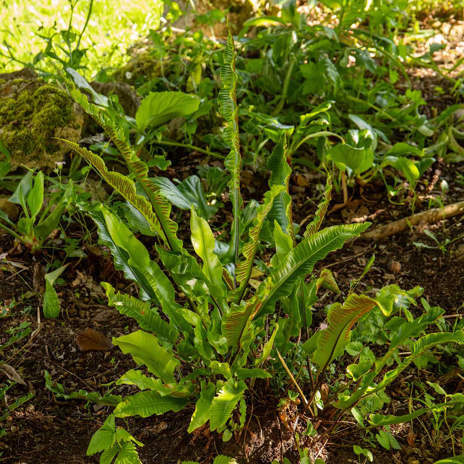 Fern Plant 'Asplenium Scolopendrium' | Marshalls Garden