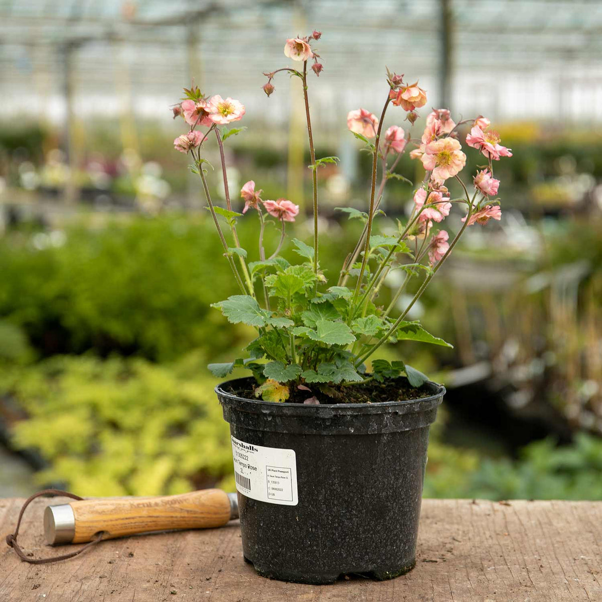 Geum 'Tempo Rose' - 2Ltr Plant | Buy Geum Plants Online | Geum Plants ...