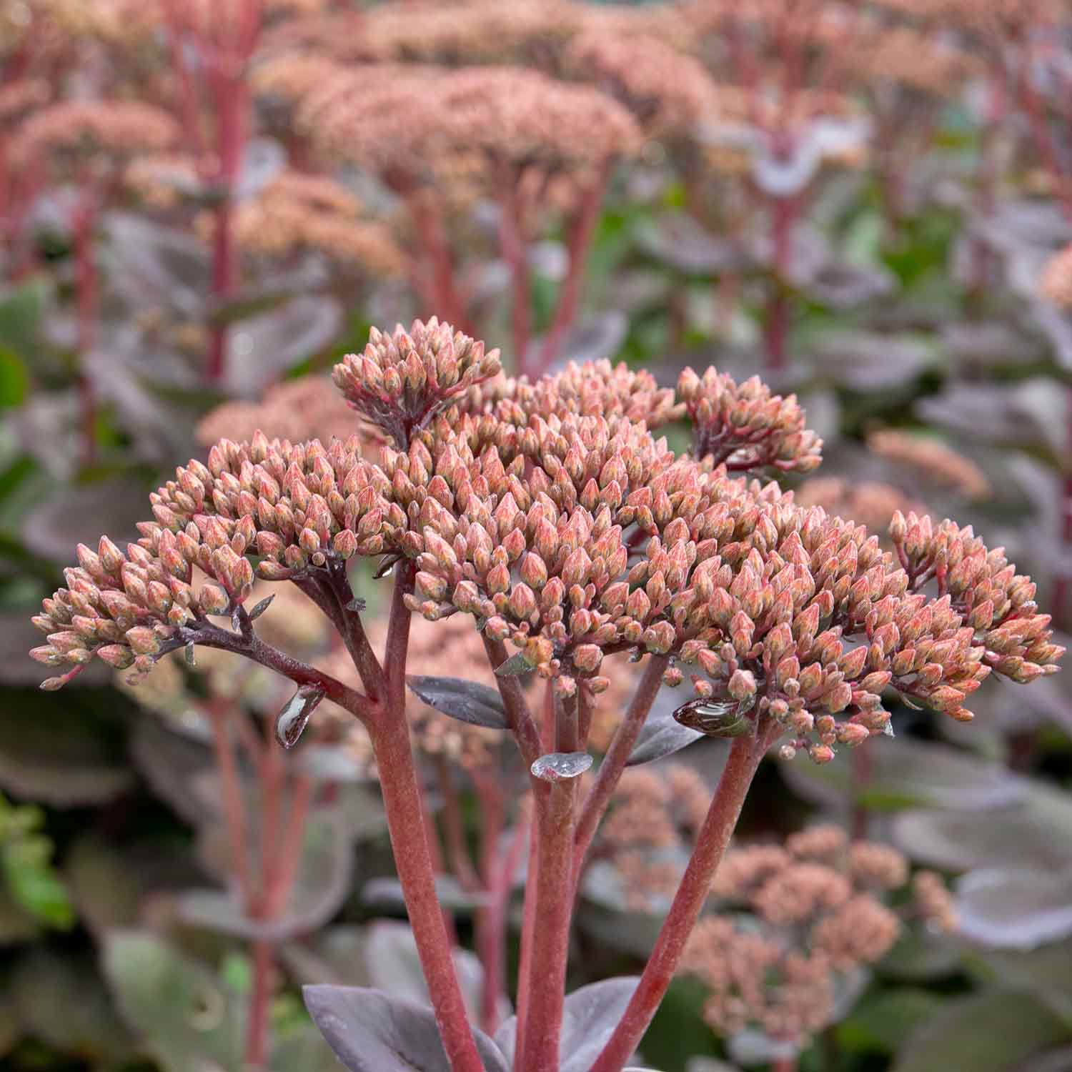 Sedum 'Matrona' - 2Ltr Plant | Buy Sedum Plants Online | Sedum Plants ...