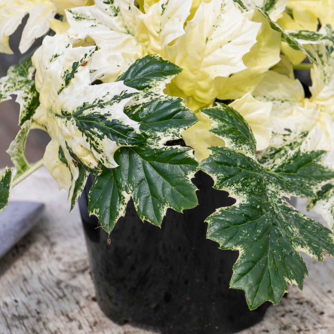 Acanthus 'Whitewater' 2Ltr Plant | Buy Acanthus Plants Online ...