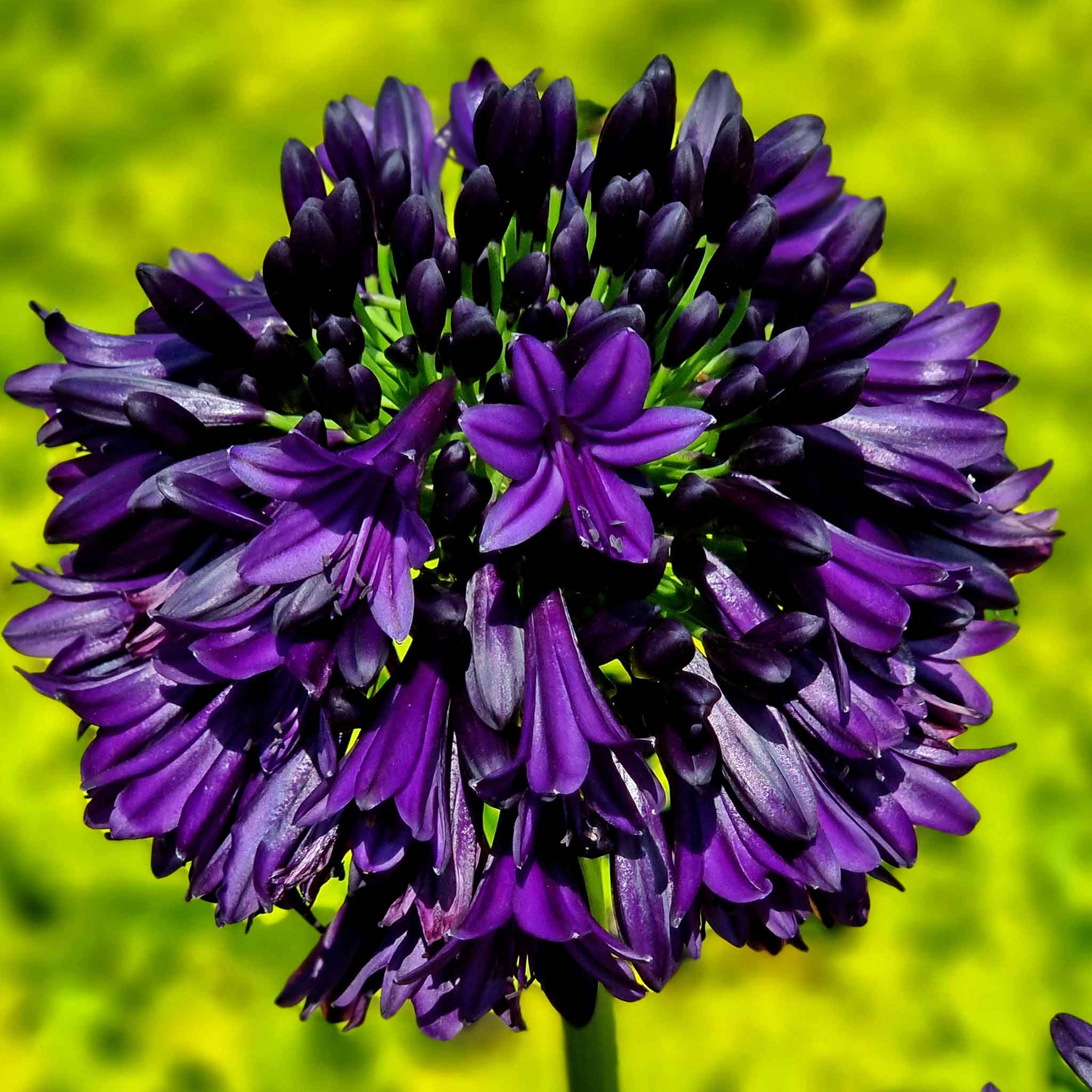 Agapanthus Plant 'Blackjack' | Marshalls Garden