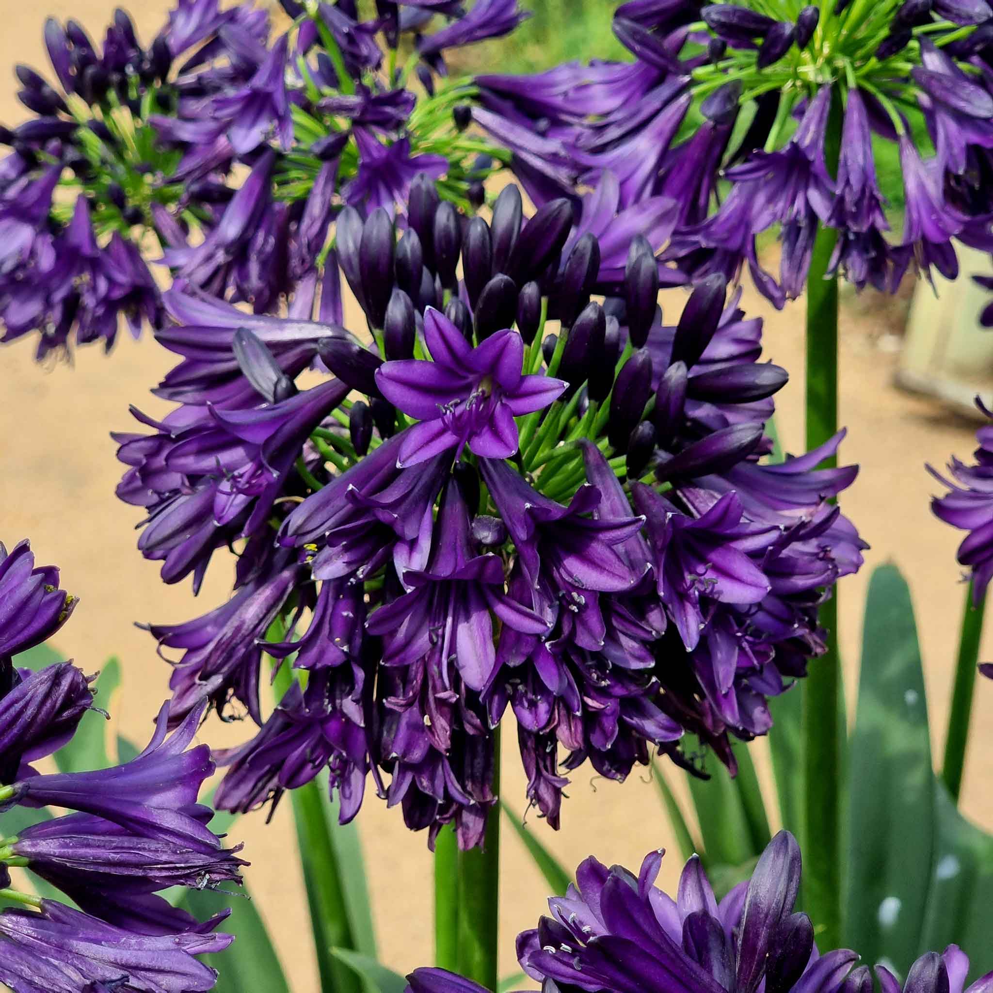 Agapanthus Plant 'Blackjack' | Marshalls Garden