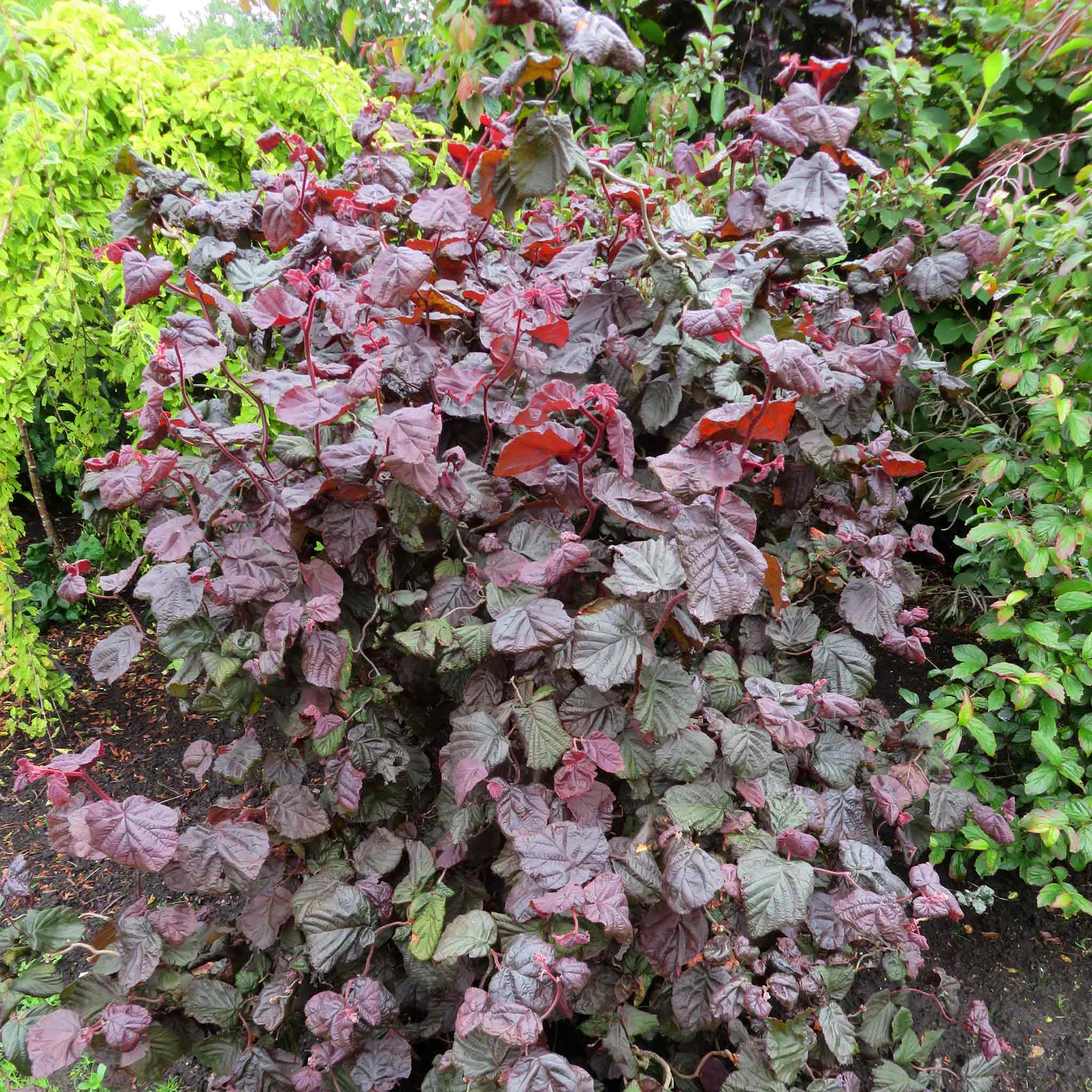 Corylus Avellana Plant 'Red Majestic' | Marshalls Garden