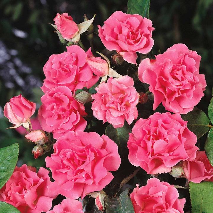 Rose Bush Plant 'Zephirine Drouhin'| Buy Rose Plants Online | Rose ...