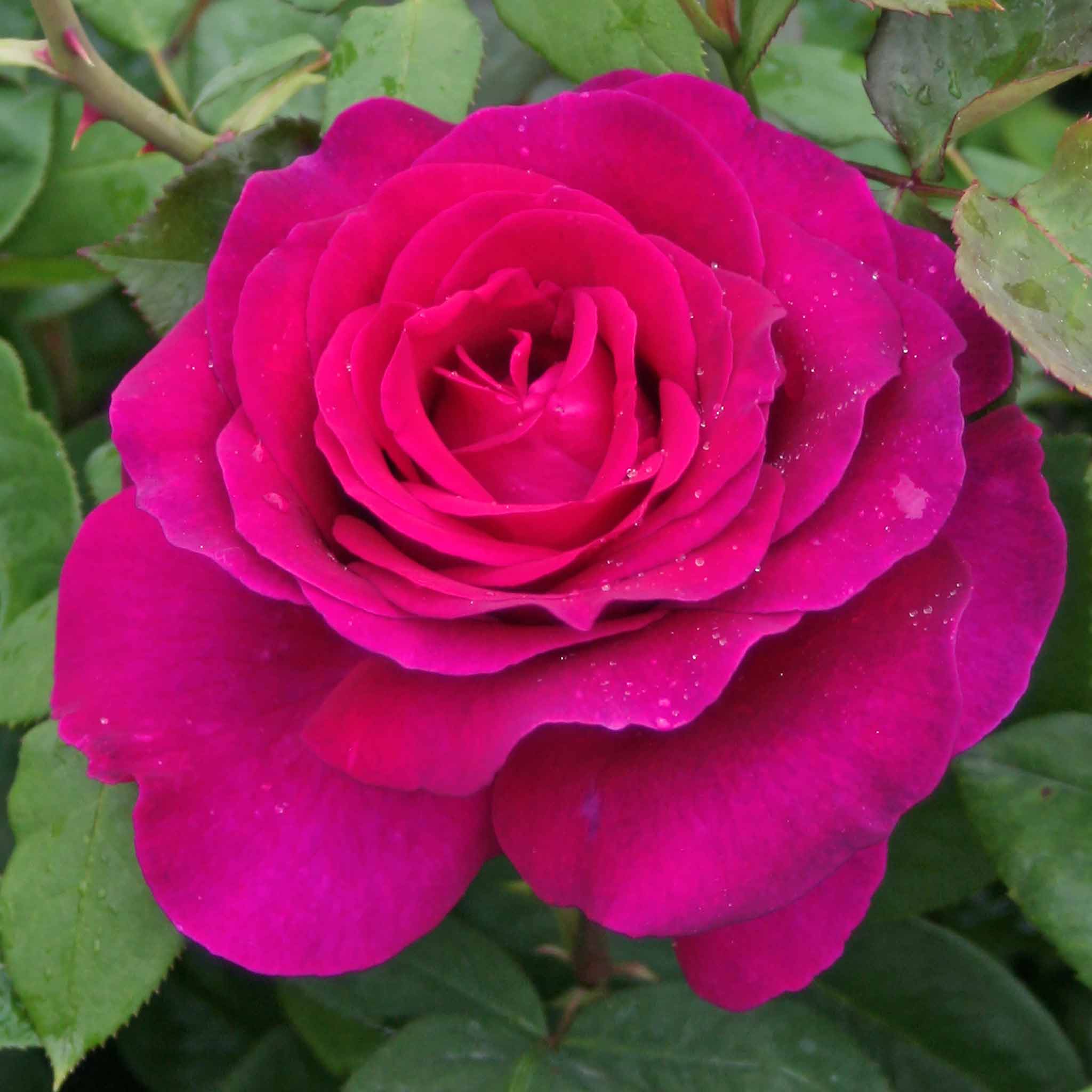 Rose Bush Plant 'Pure Poetry' | Marshalls Garden