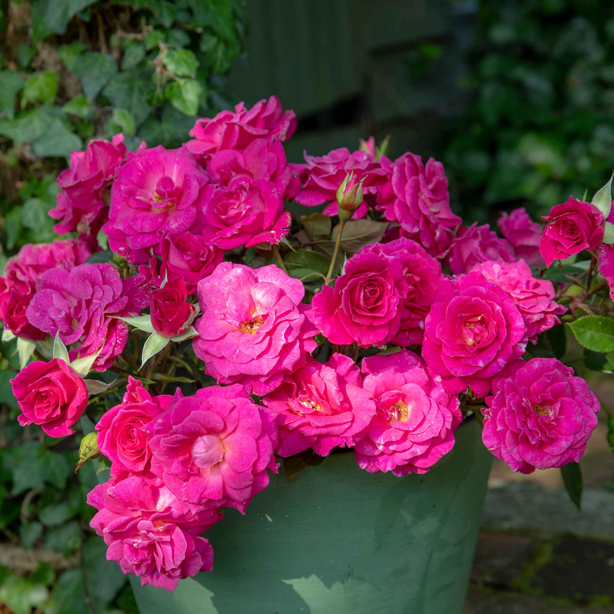 Climbing Rose Plant 'Gloriana' | Marshalls Garden