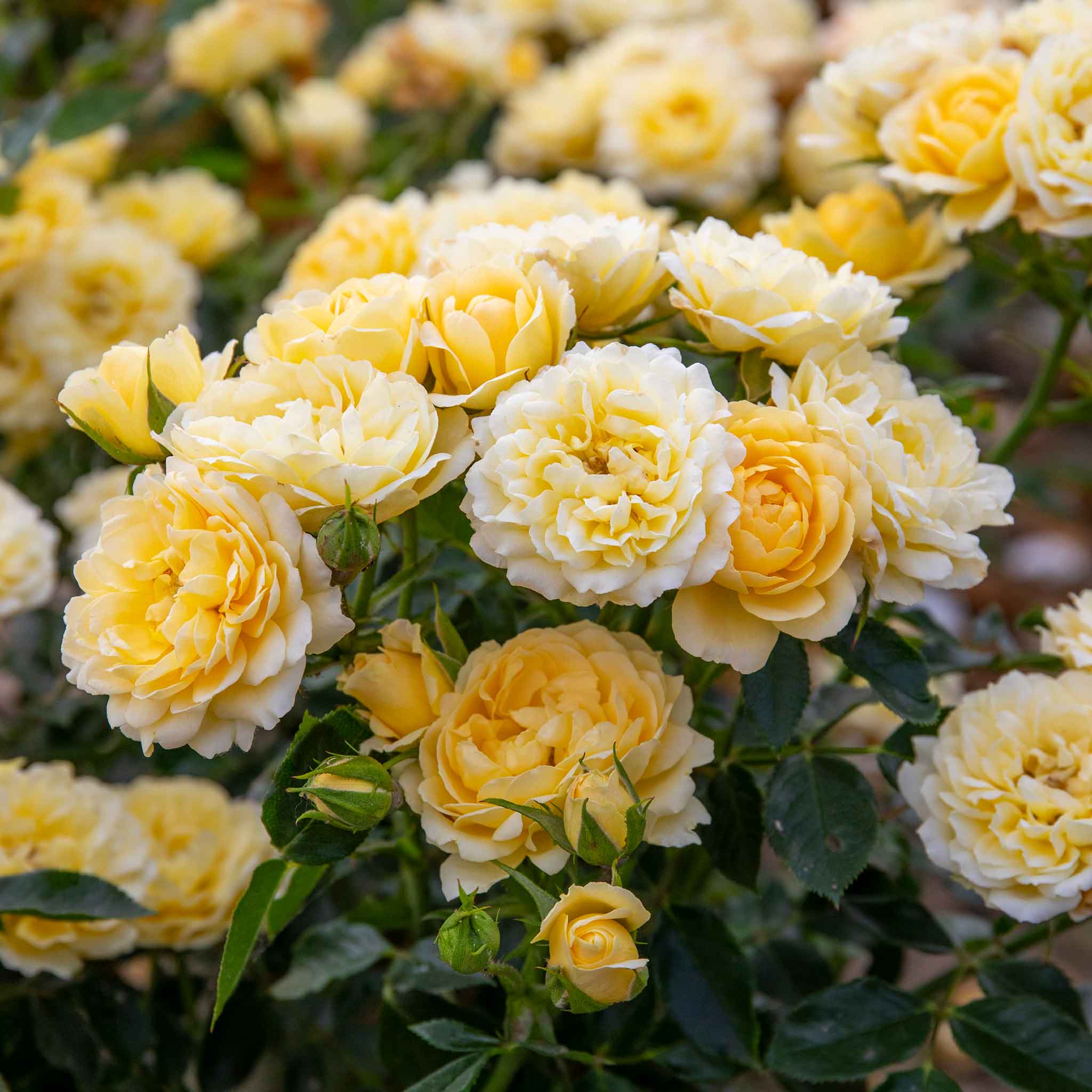 Patio Rose Plant 'Sweet Memories' | Marshalls Garden