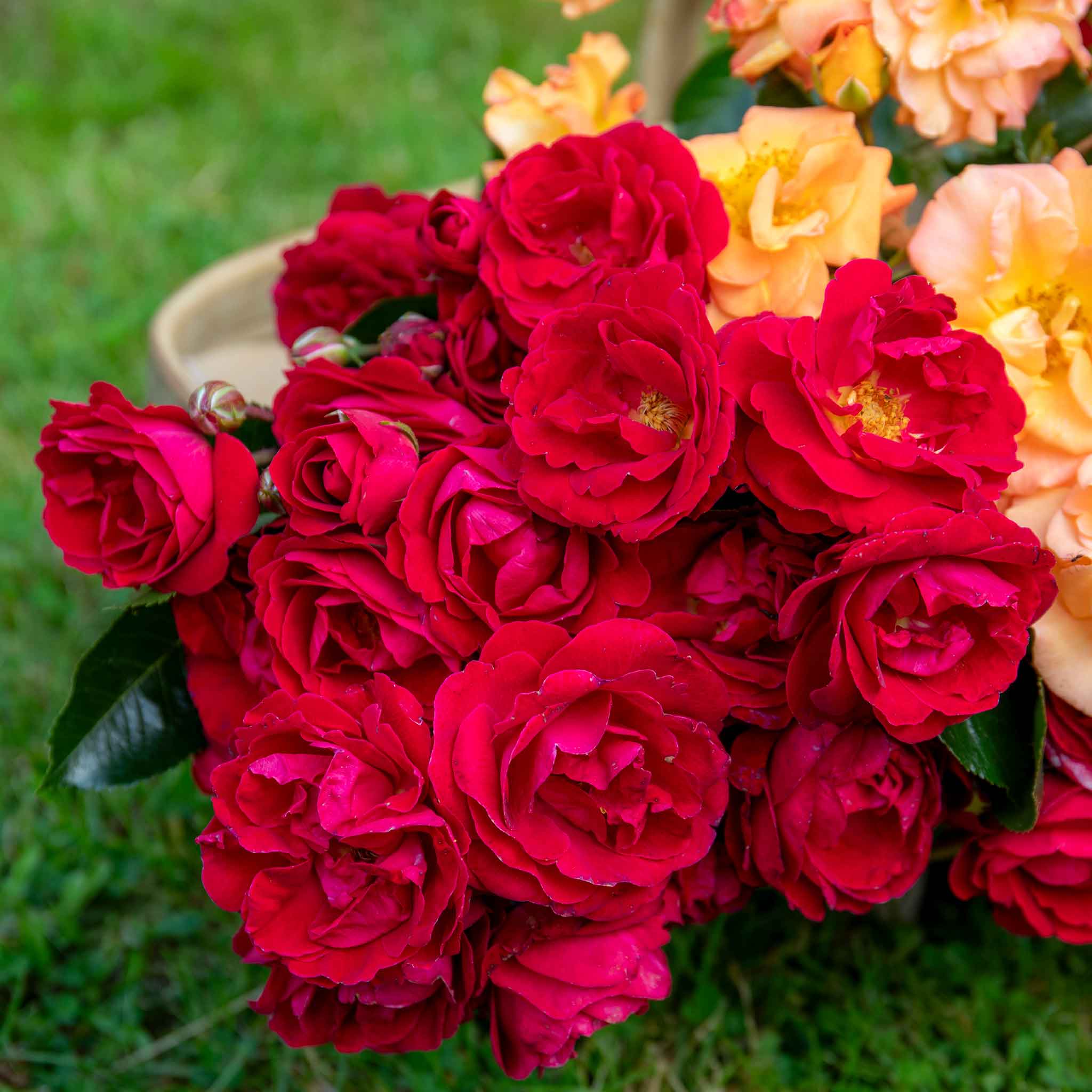 Rose Bush Plant 'Precious Ruby' | Marshalls Garden