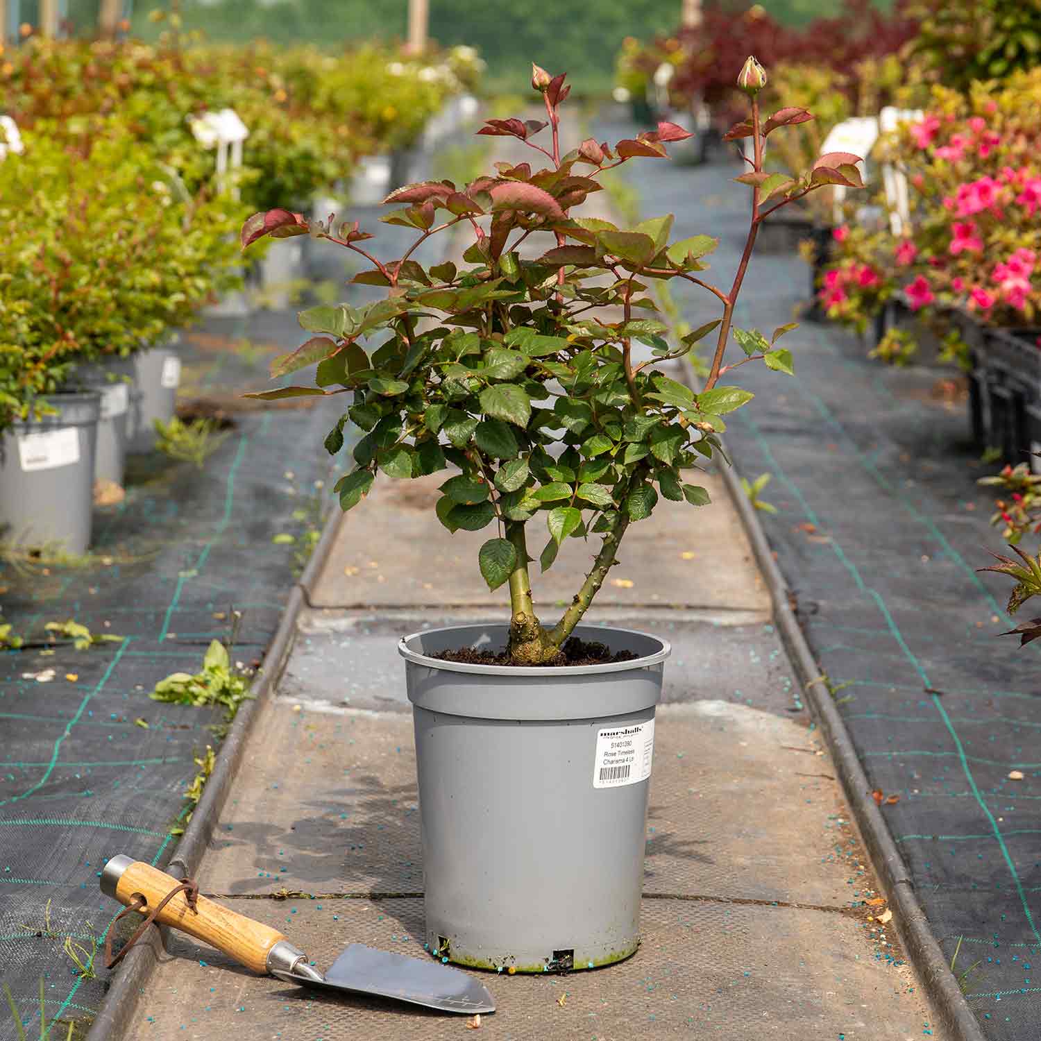 Buy Rose ‘Timeless Charisma’ 4 Ltr Plant Online | Marshalls – Marshalls ...
