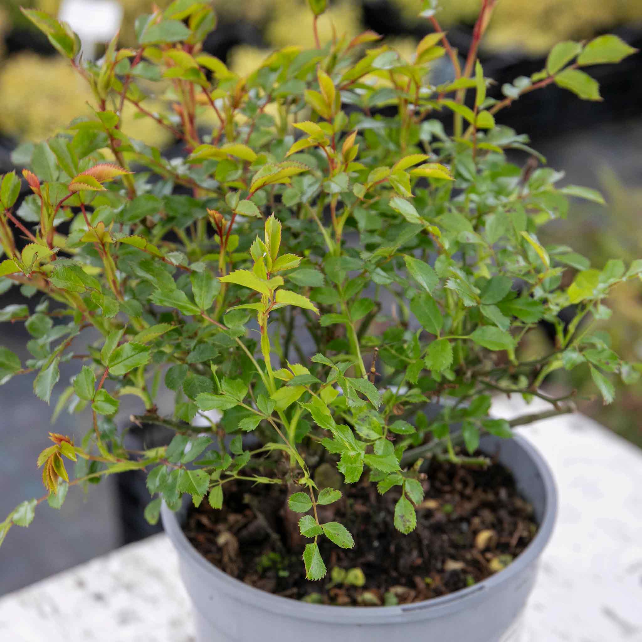 Rose 'Raspberry Royale' (Patio) 4Ltr | Buy Rose Trees Online | Rose ...